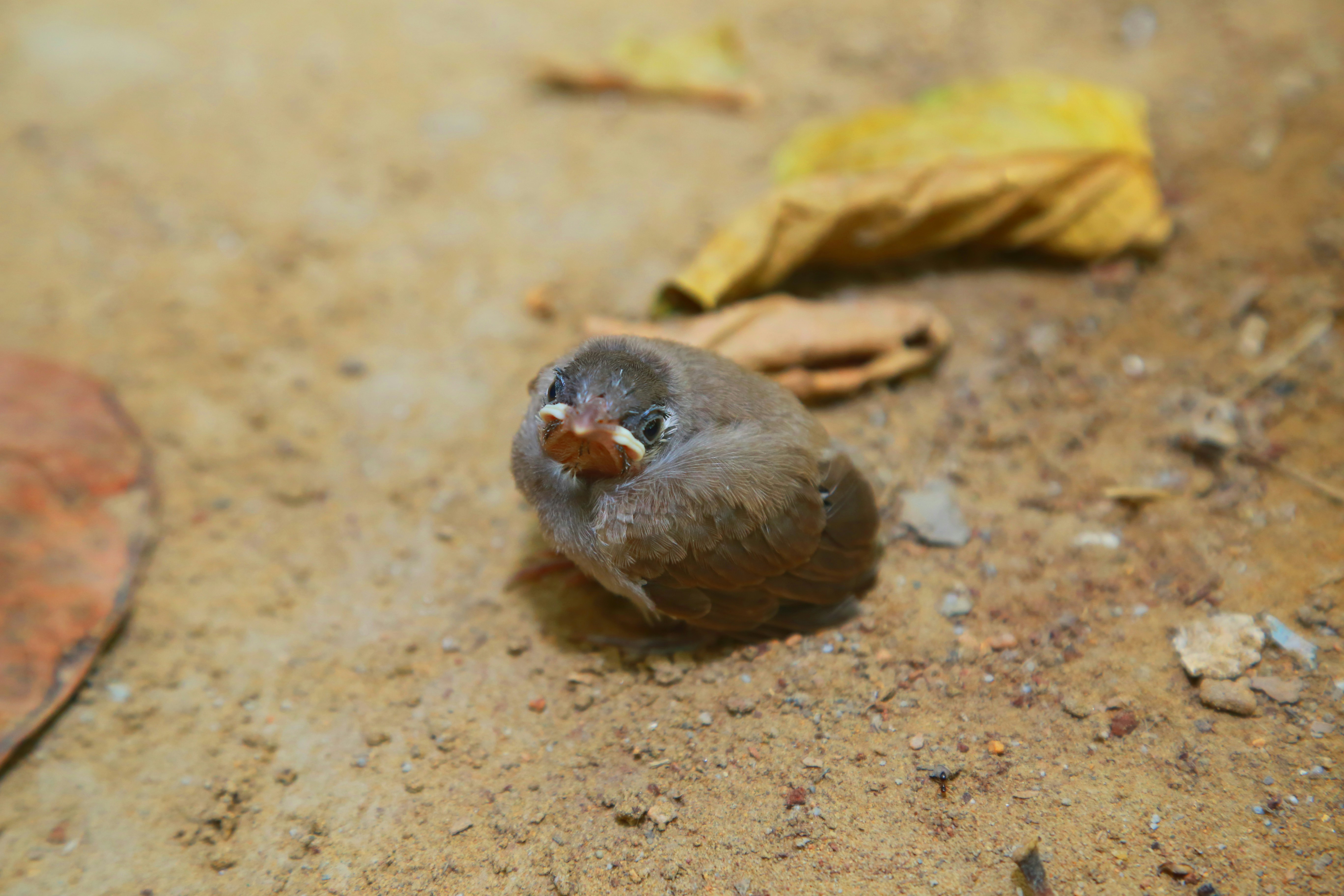 Tiny Ground Nester: Close-Up of a Small Brown Bird in Earthy Terrain