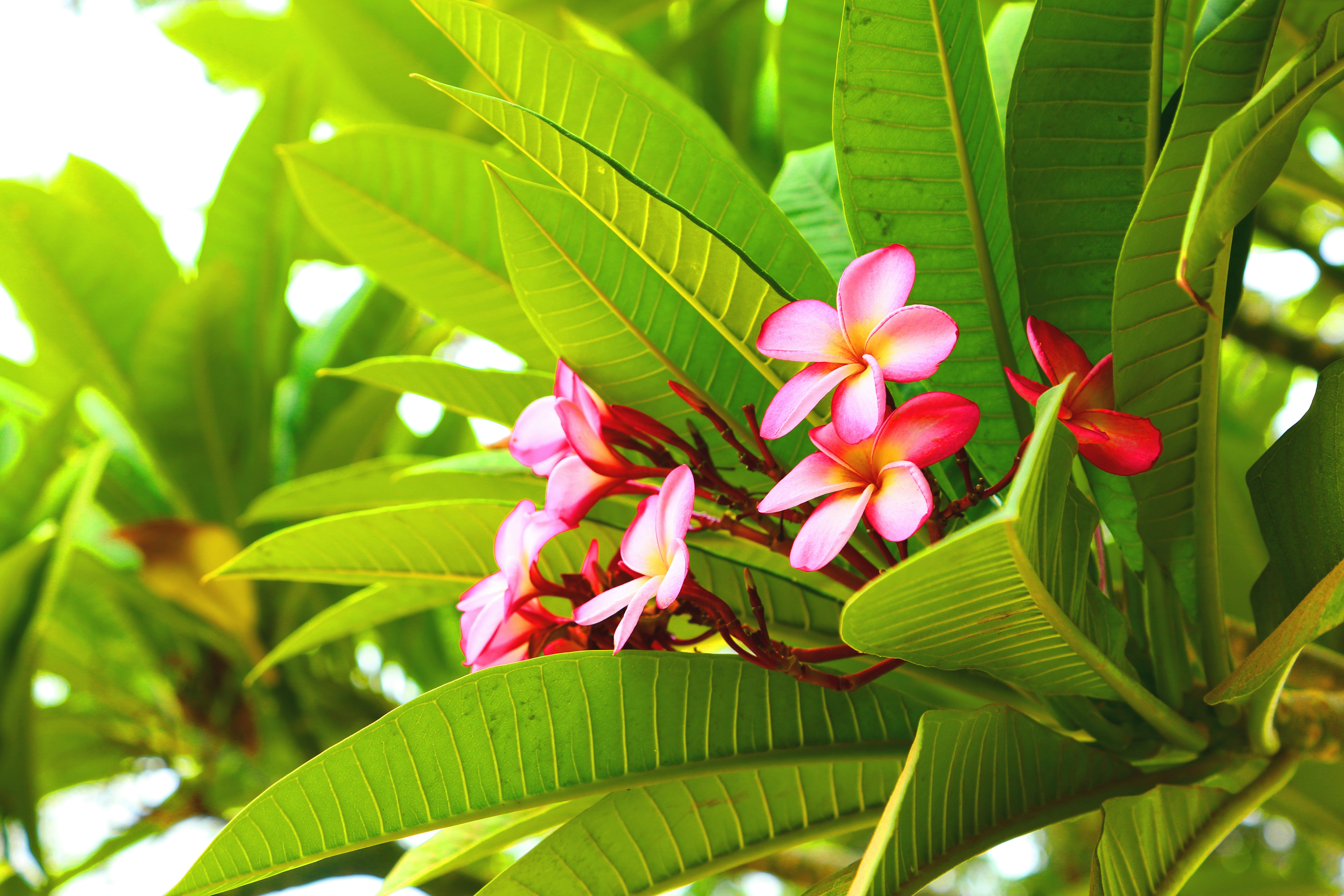 Pink Plumes on Green Canopy