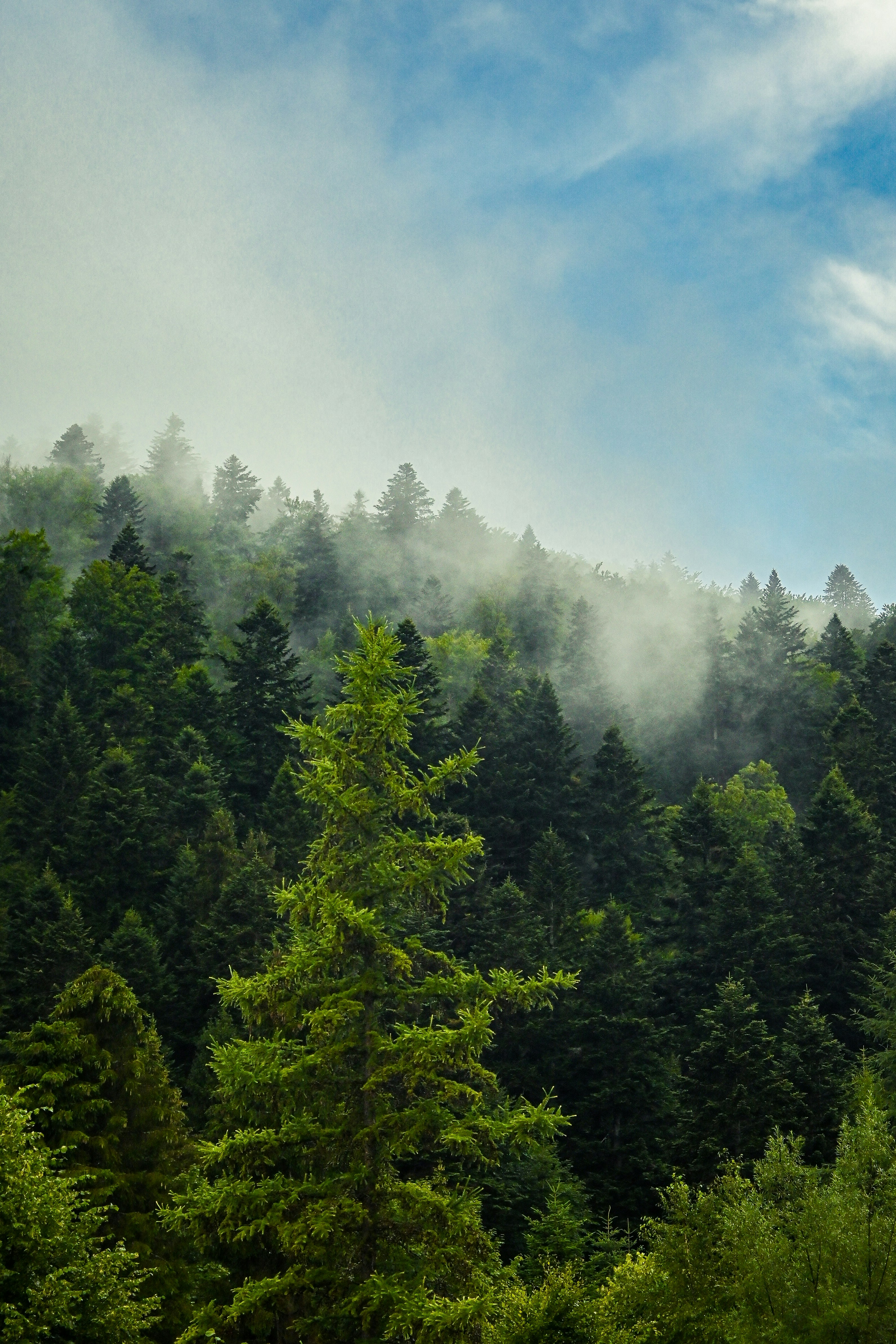 Mist over the Pine Crest