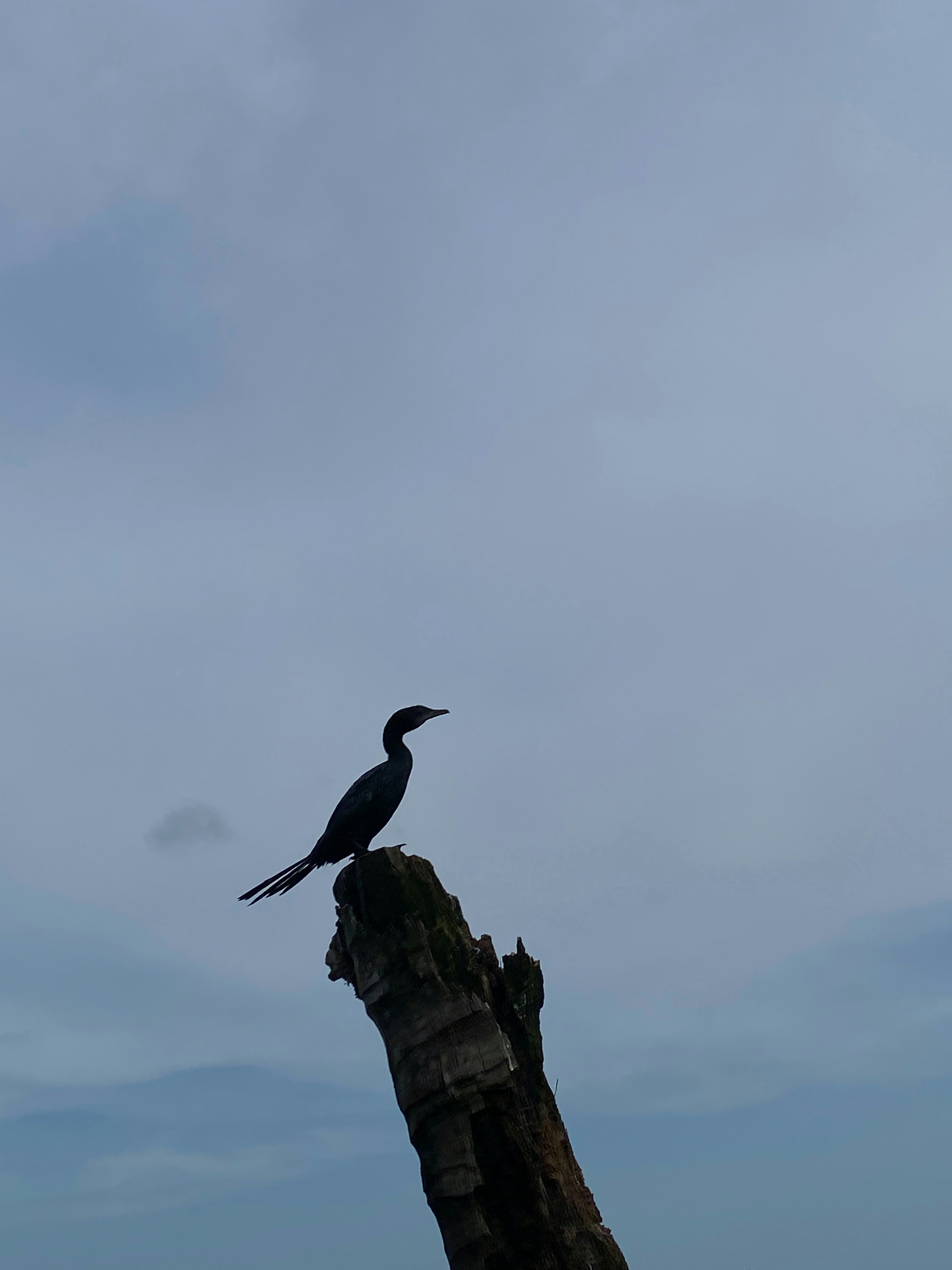 A solitary bird silhouette perched atop a jagged weathered log against a soft sky backdrop. A minimal, nature-focused scene emphasizing solitary perched wildlife.