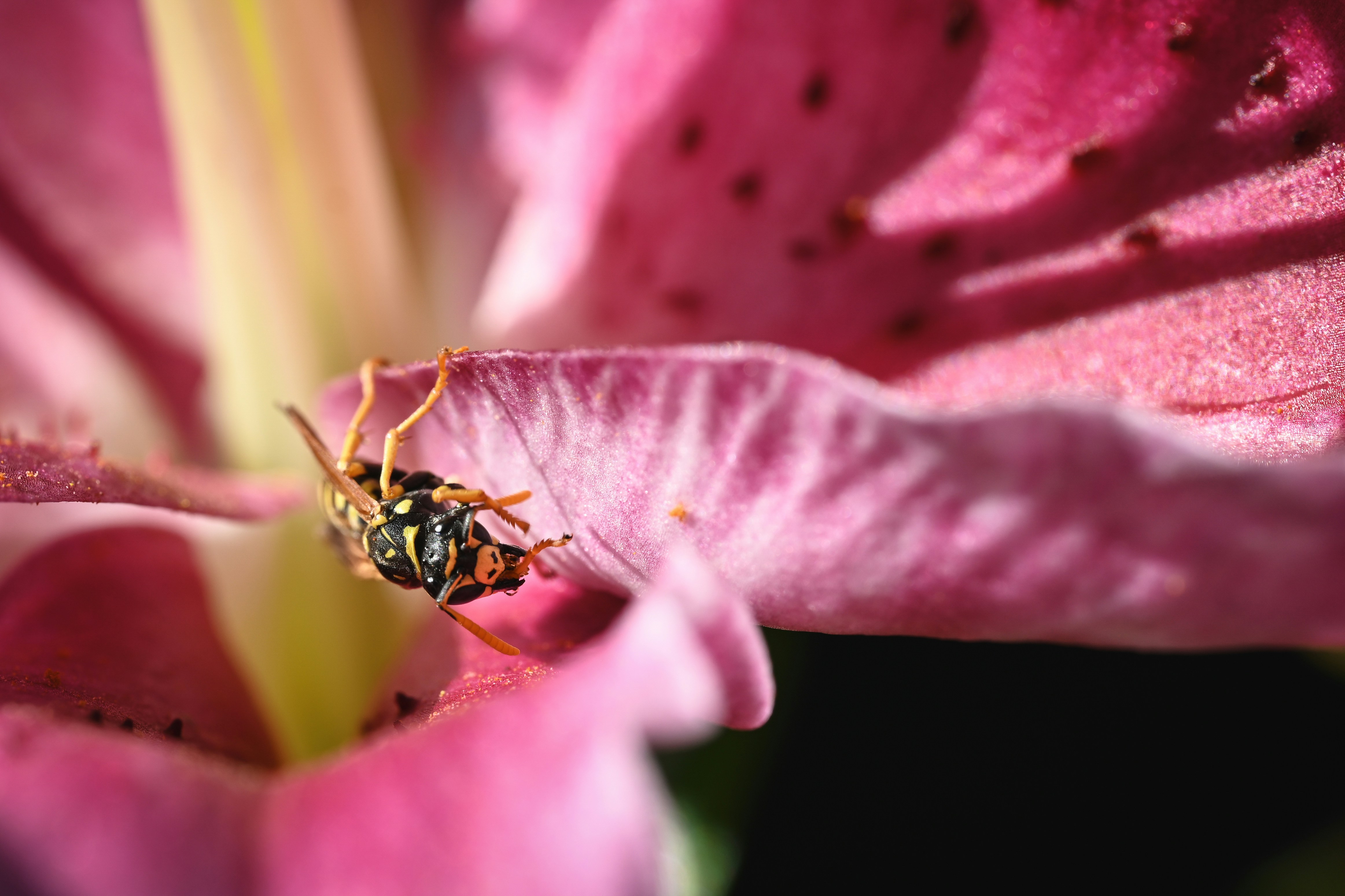 Pink Petal Close-Up: A Bee Nestled in a Hibiscus Spotlight