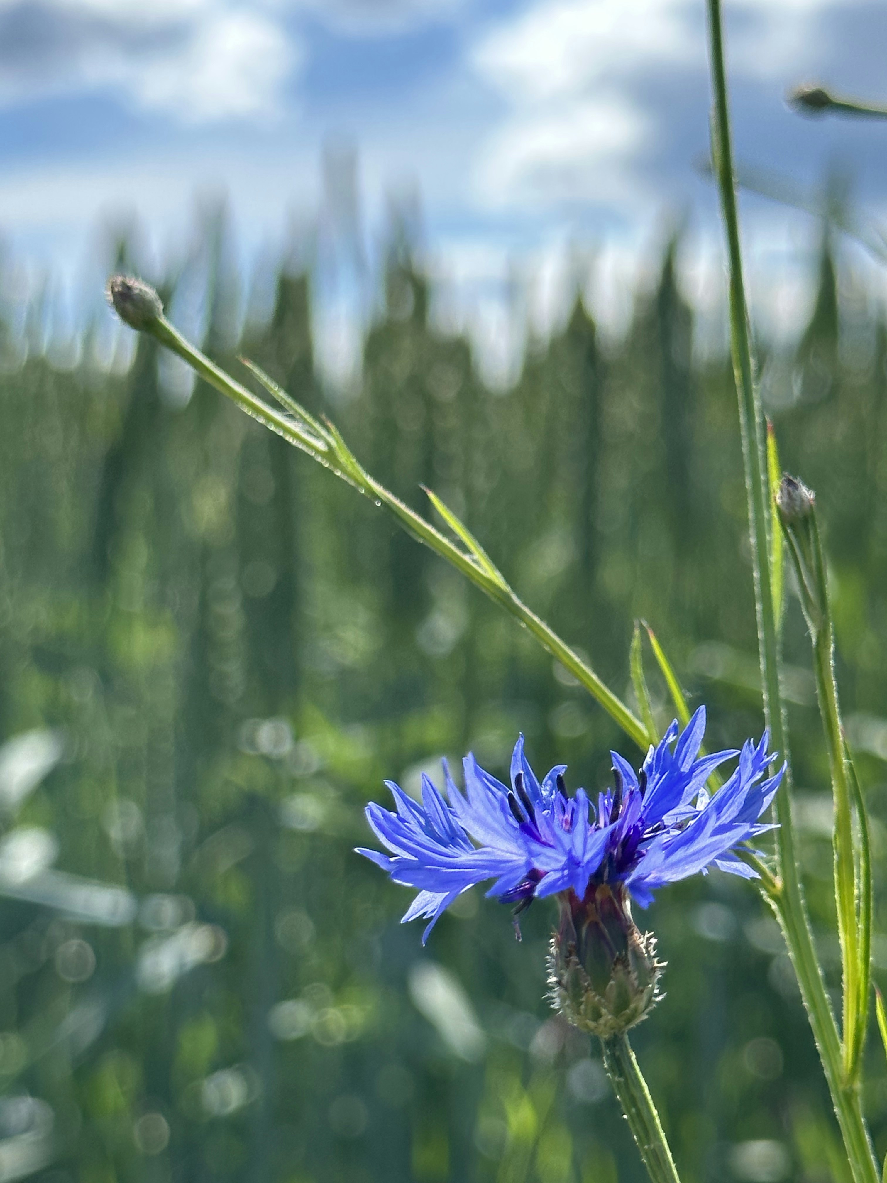 Blue bloom in a sunlit meadow