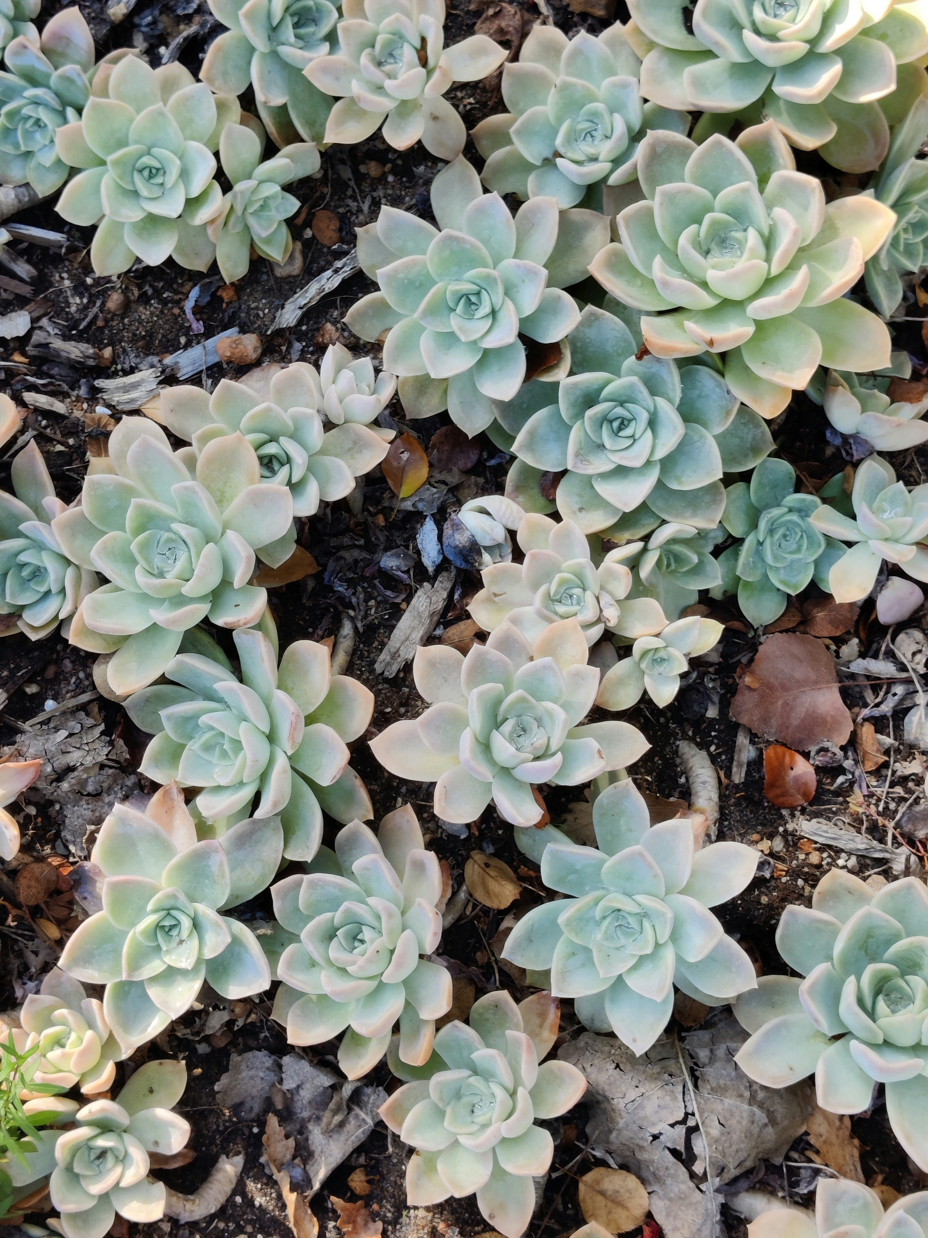 Succulent Mosaic: Rosette Clusters Spreading Across Pebbled Soil