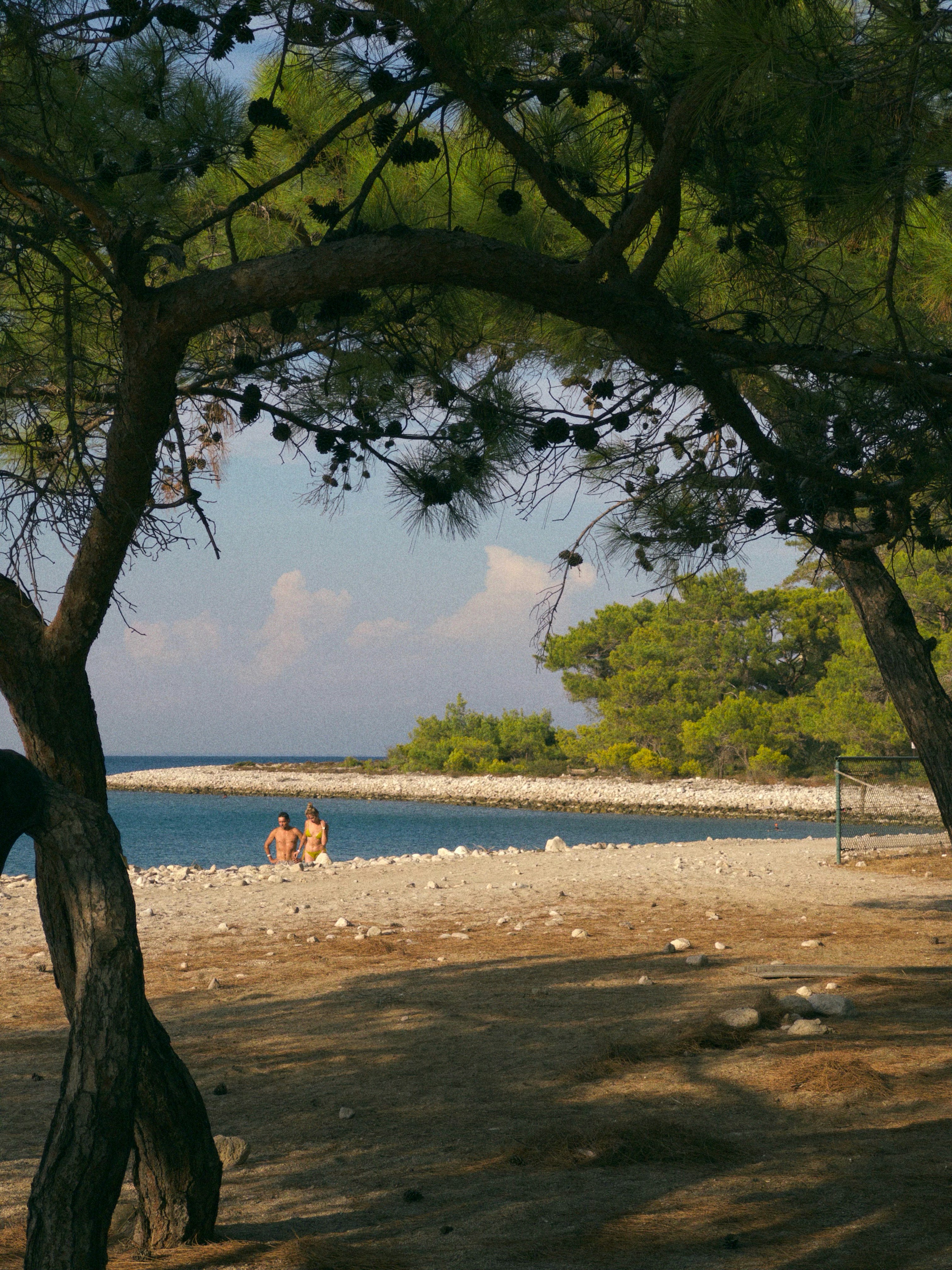 Quiet Beach Rendezvous Framed by Coastal Pines