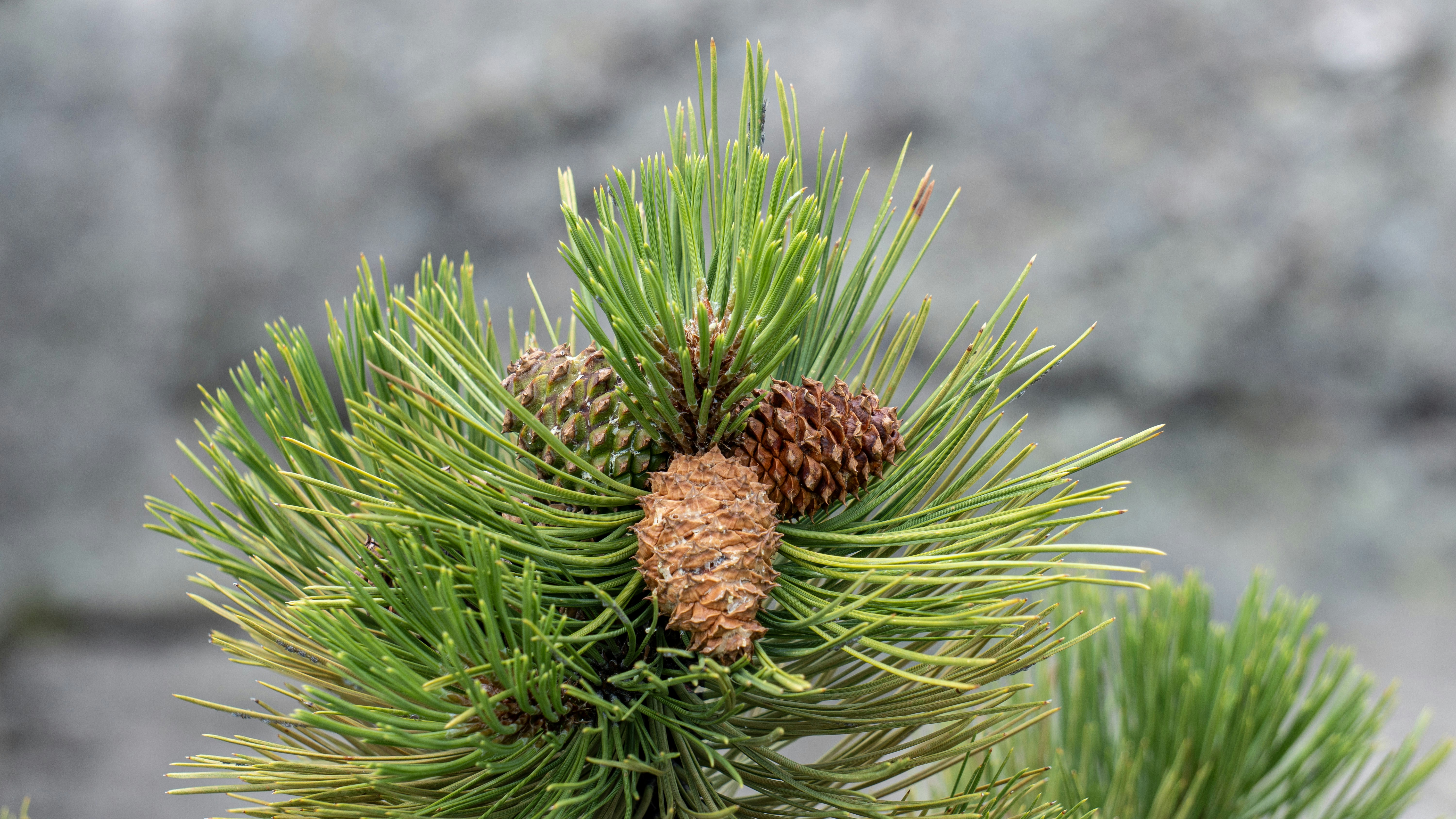 Pine Needle Burst: Cones and New Growth in Clear Focus