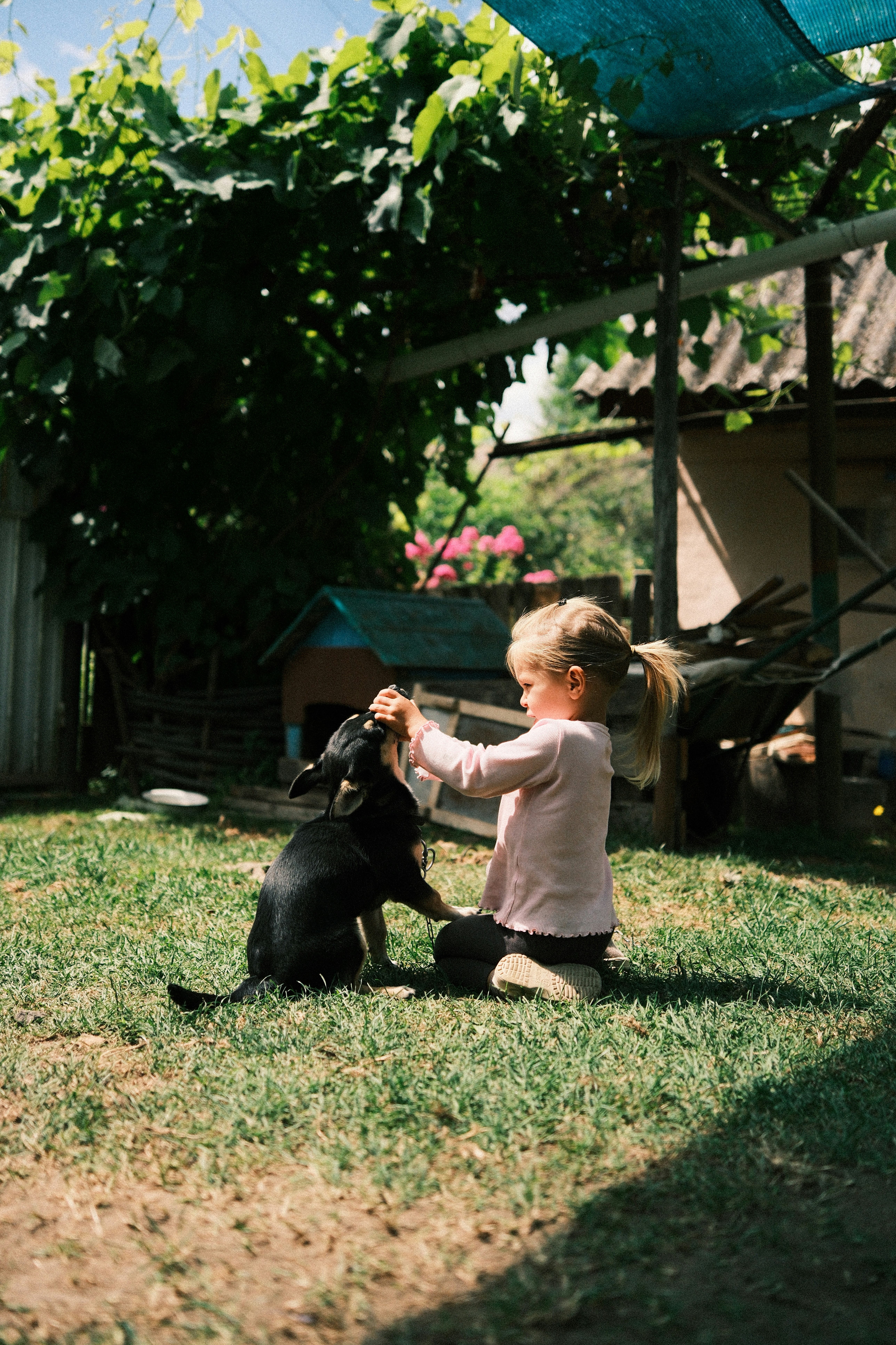 Child and Dog Play in Dappled Backyard Shade