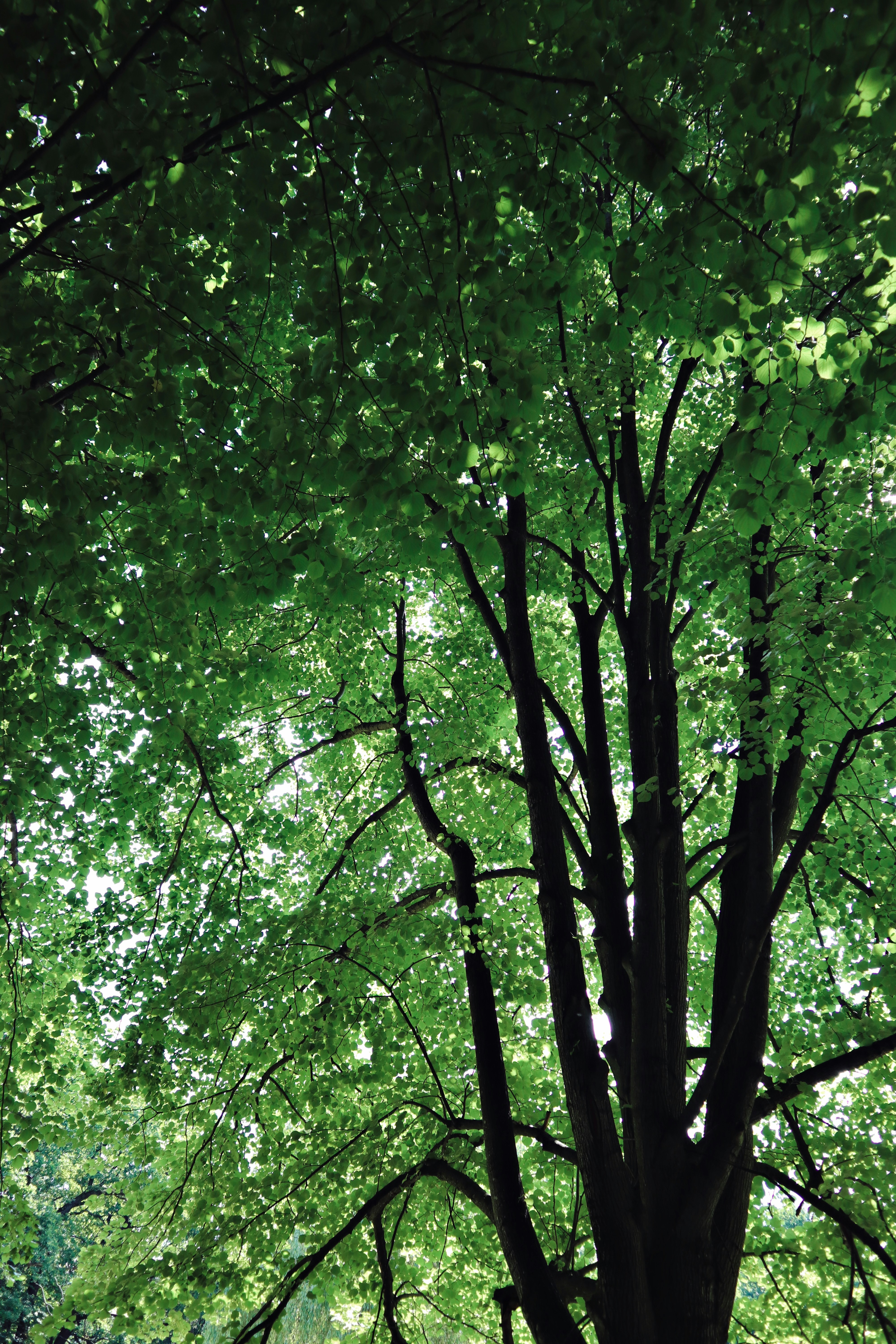 Emerald Cathedral: Sunlit Canopy Between Dark Trunks