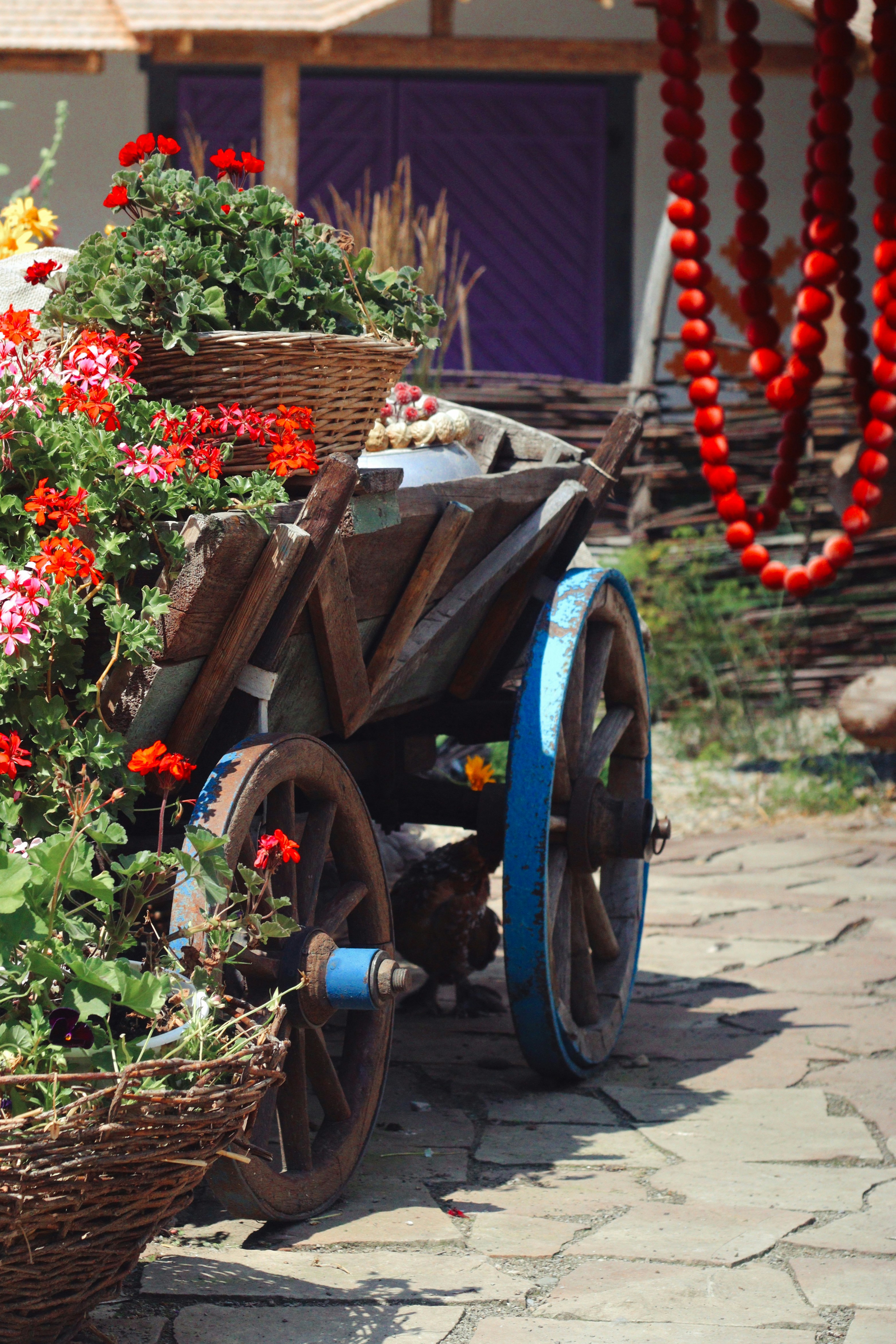Wheelbarrow of Blooms by a Rustic Market Stair