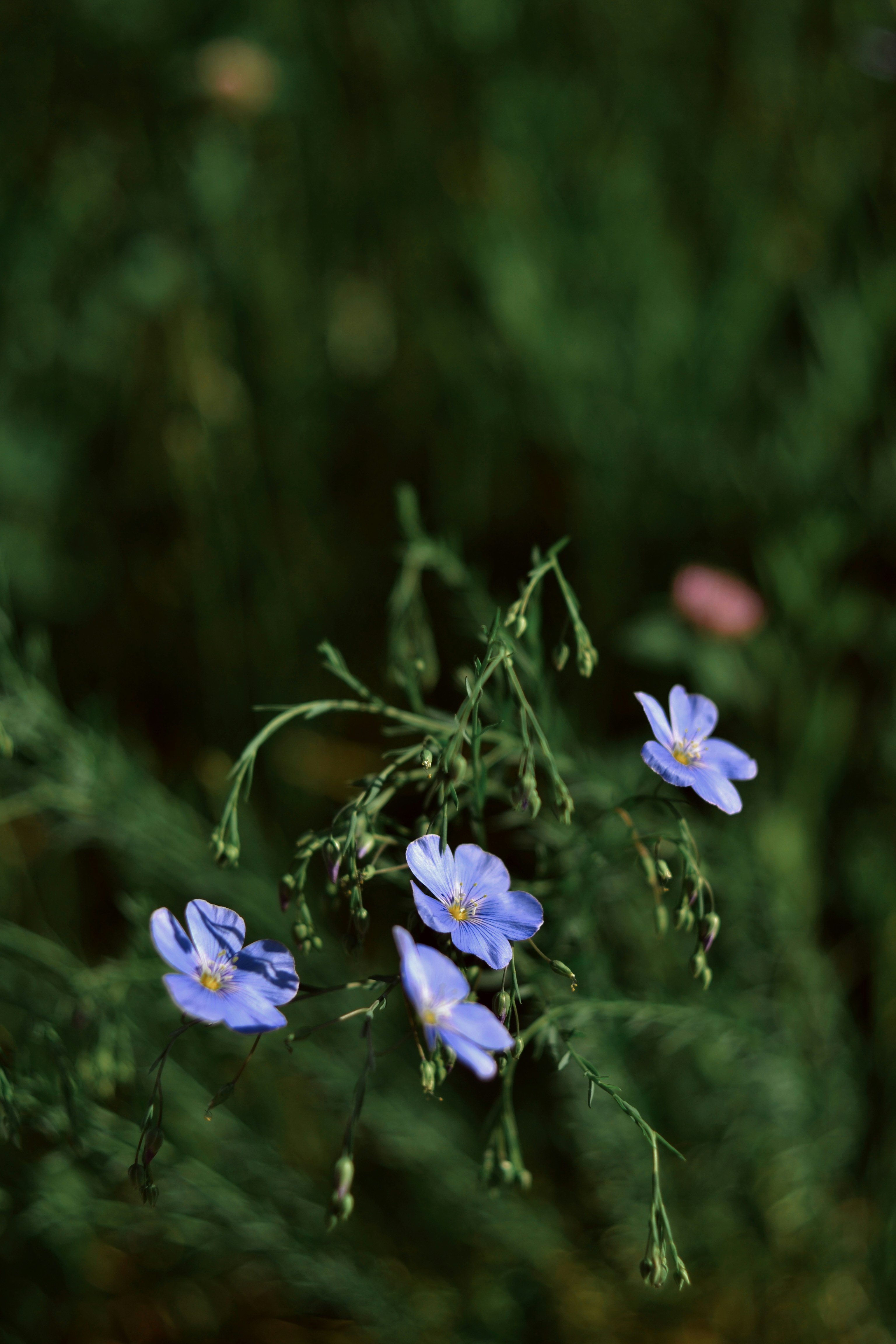 Azure Blooms in a Quiet Green Border