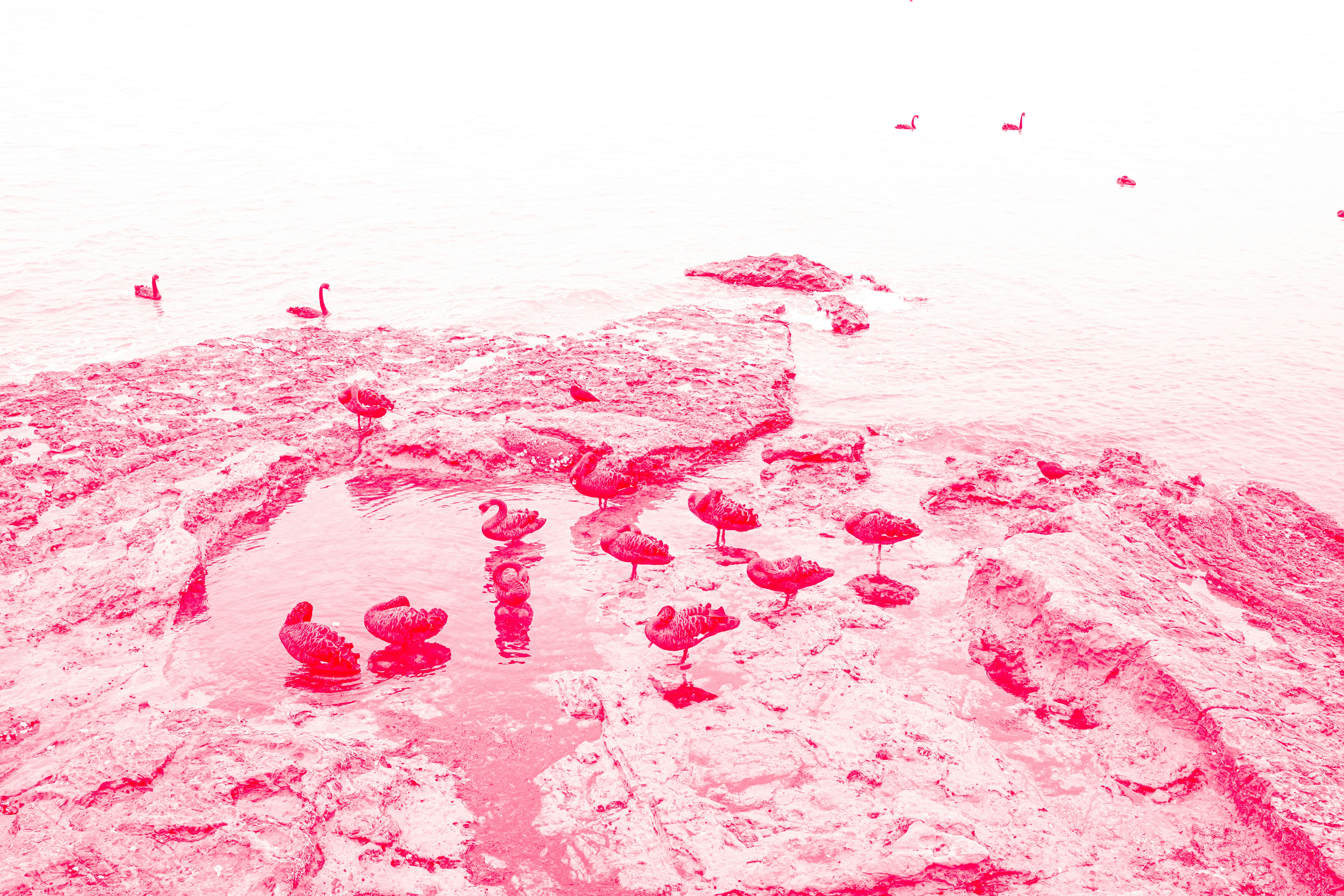 Red-Hued Flamingo Tide on Tidal Rocks