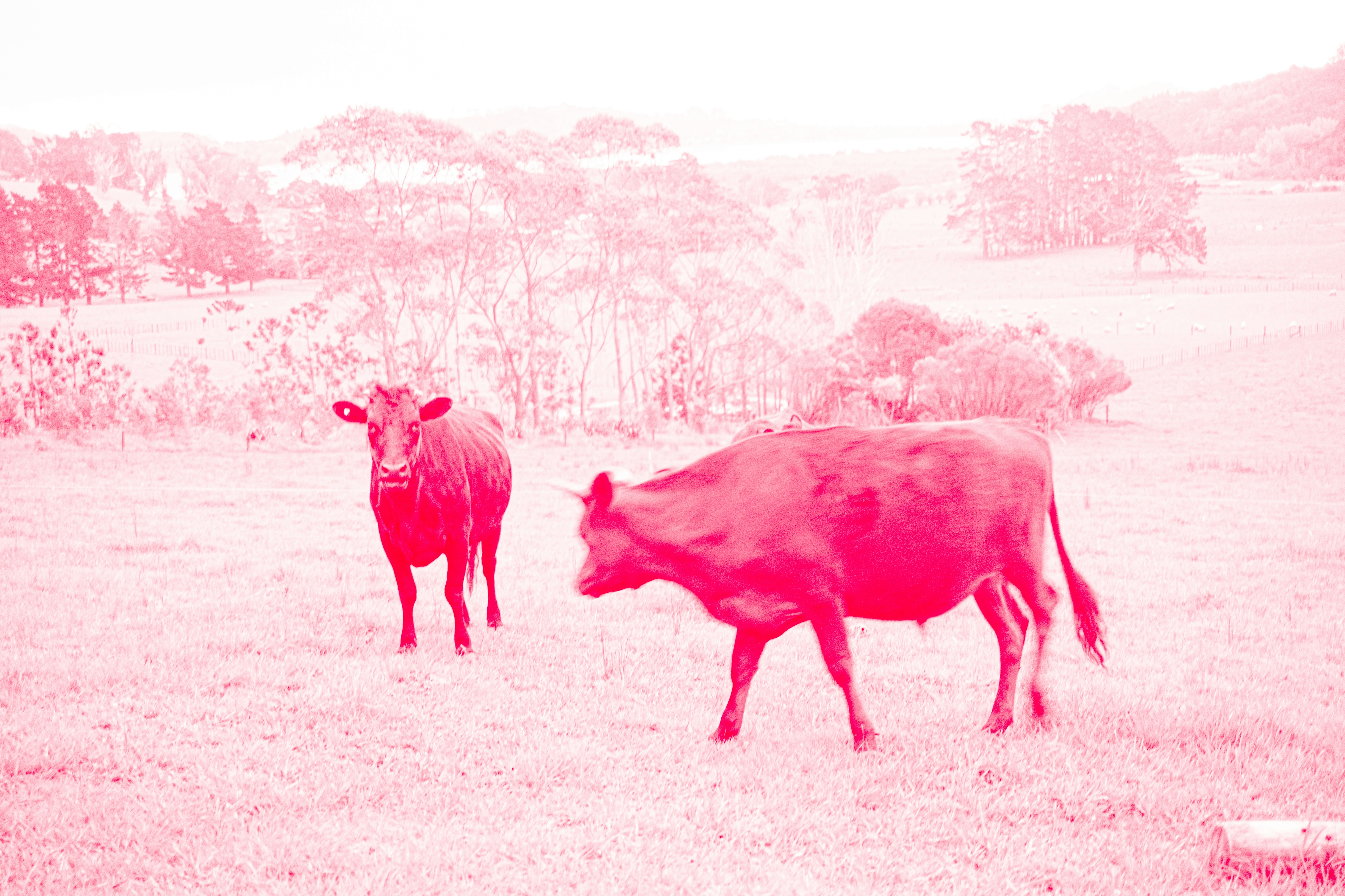 Pasture Pair: Silhouettes of Cattle in a Pink-tinged Field