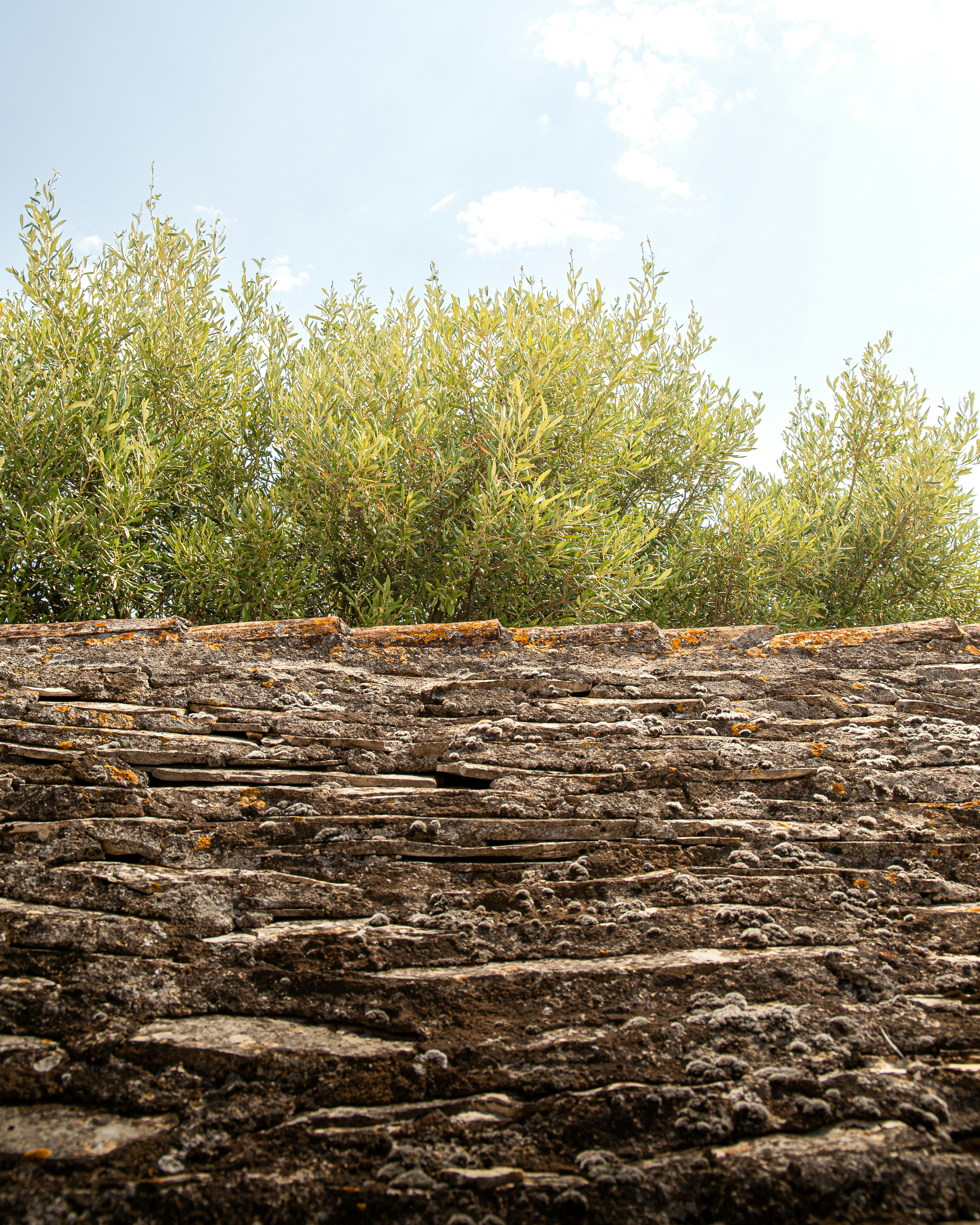 Cracked Stone Stairs under Olive Fronds