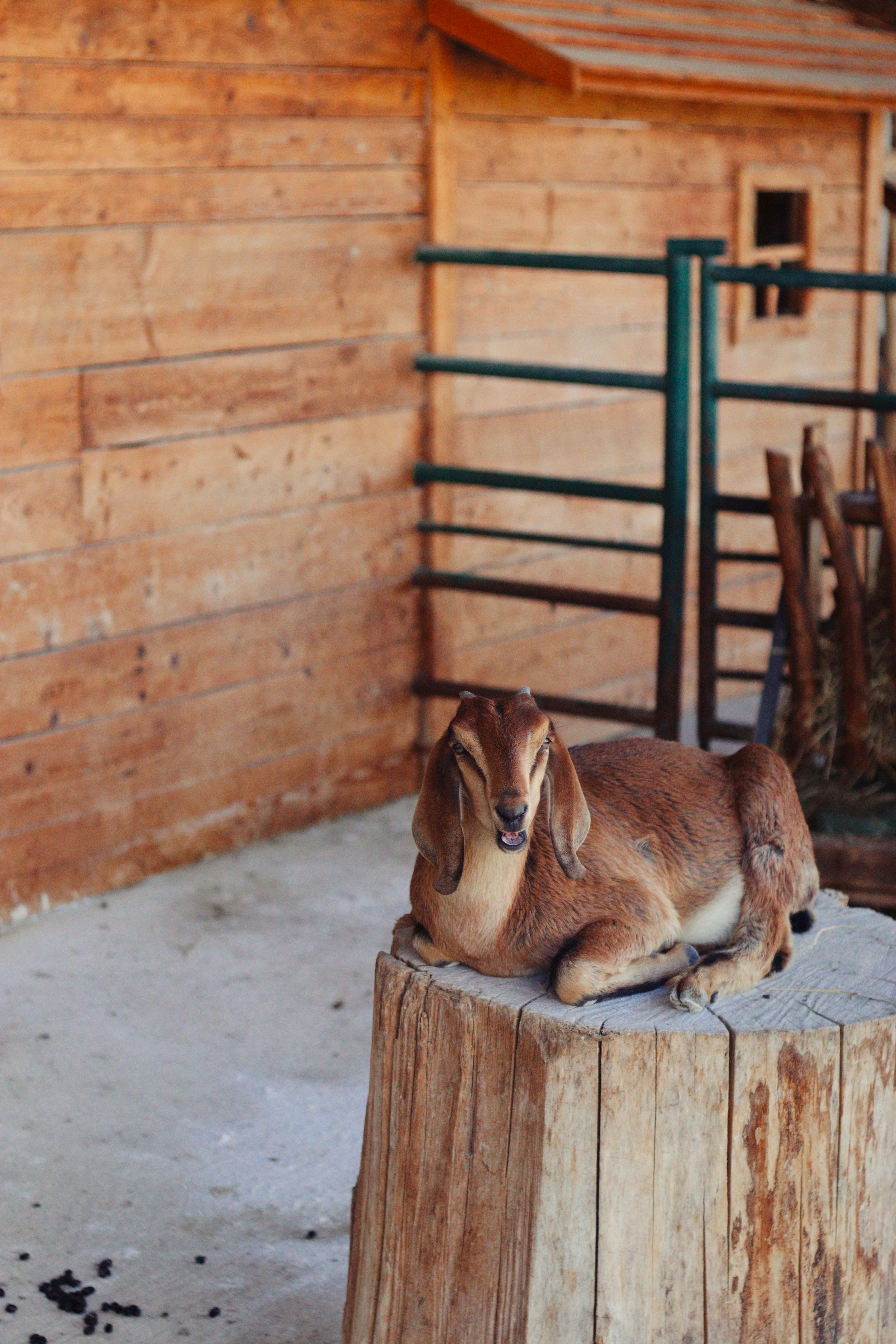 Goat on a Stump: Quiet Moment at the Farmyard