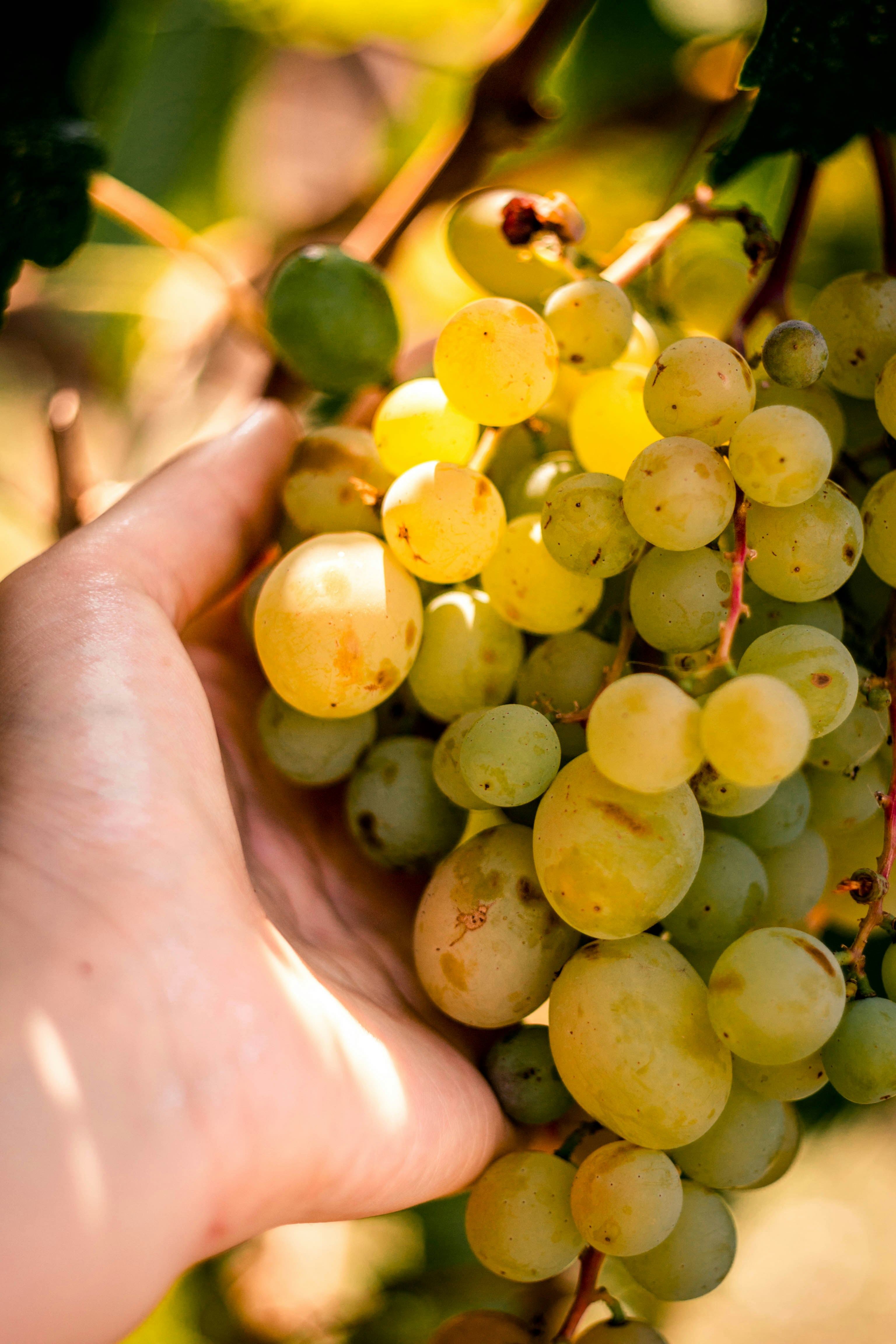 Grapes in Focus: Handful of Sunlit Bunches