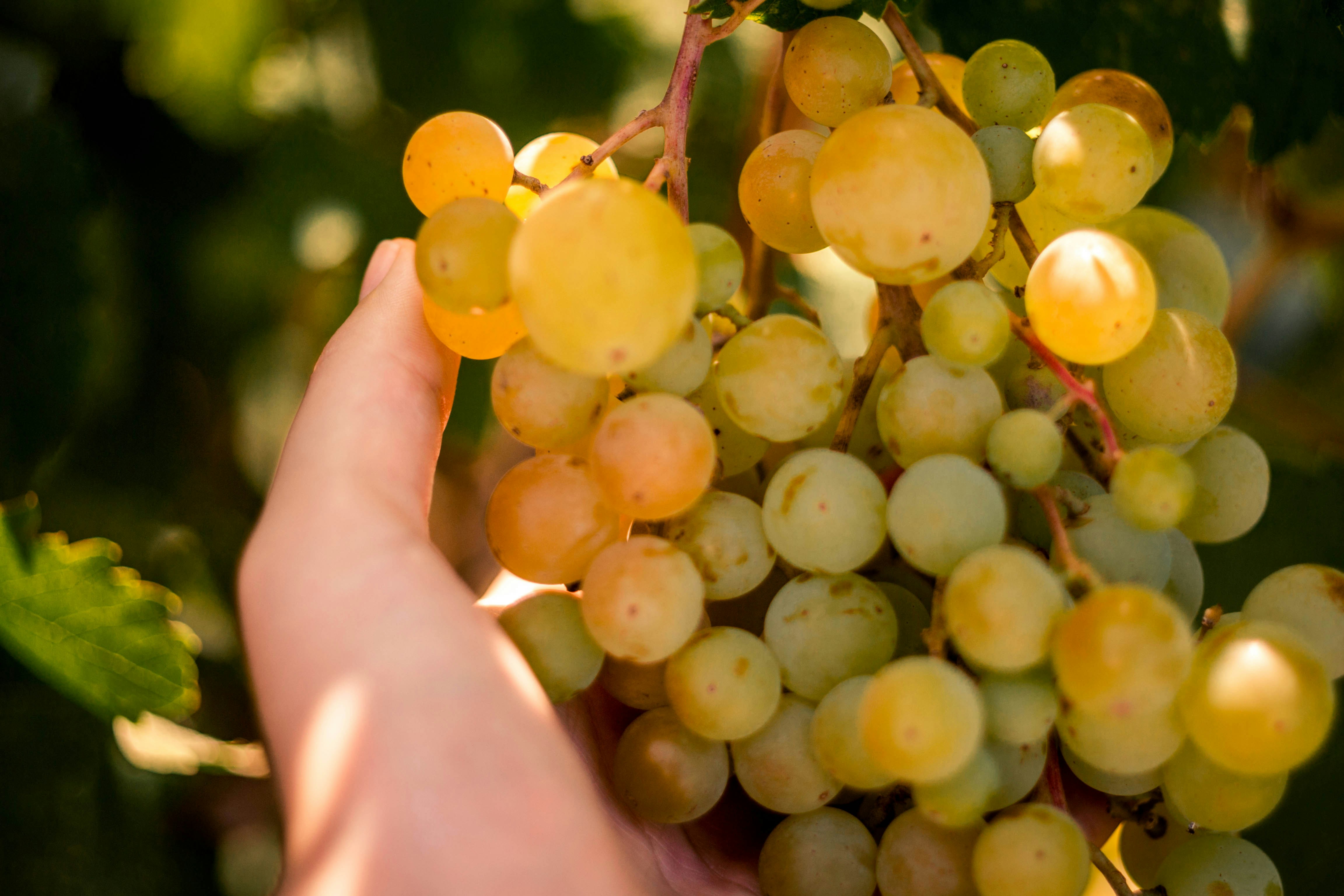 Sunlit Cluster: Hand Harvesting Golden Grapes in a Vineyard