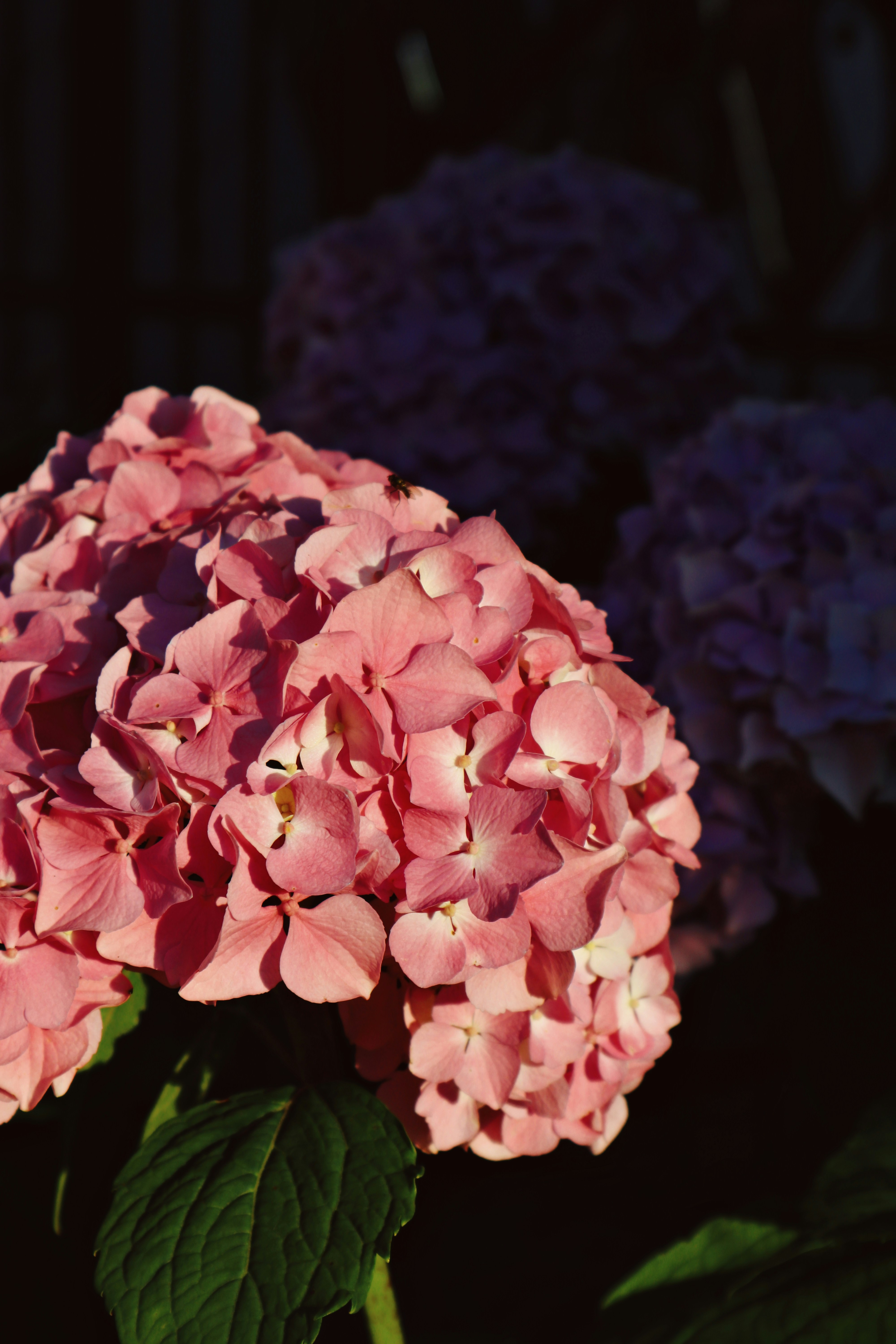 A beautiful vertical close-up shot of a lush pink hydrangea blossom bathed in warm sunlight. The prominent foreground flower stands out sharply against a dark, moody background with other blurred hydrangea heads, creating a high-contrast and elegant botanical look.