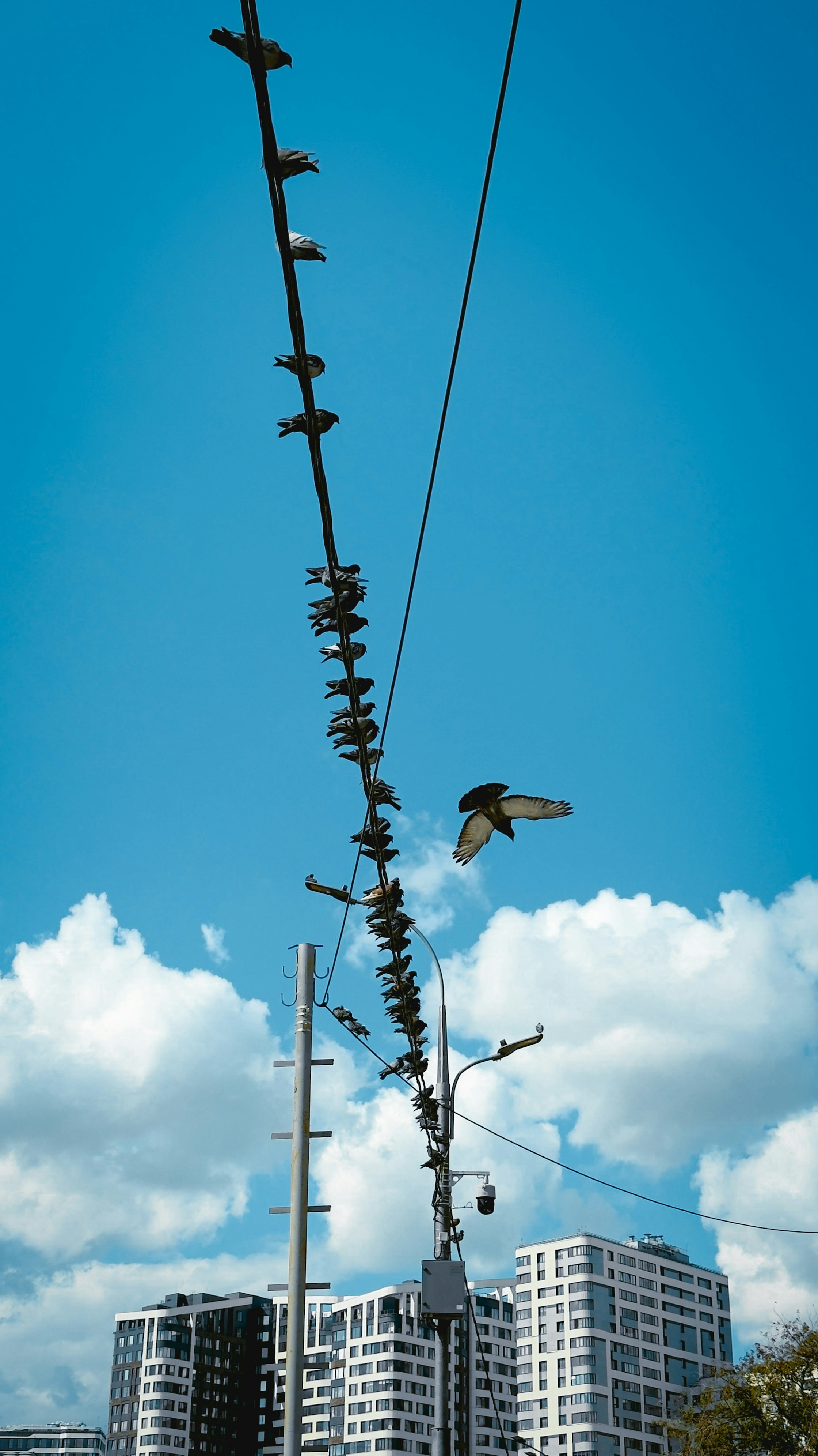 Bird in ascent past a line of pigeons under a vivid urban sky