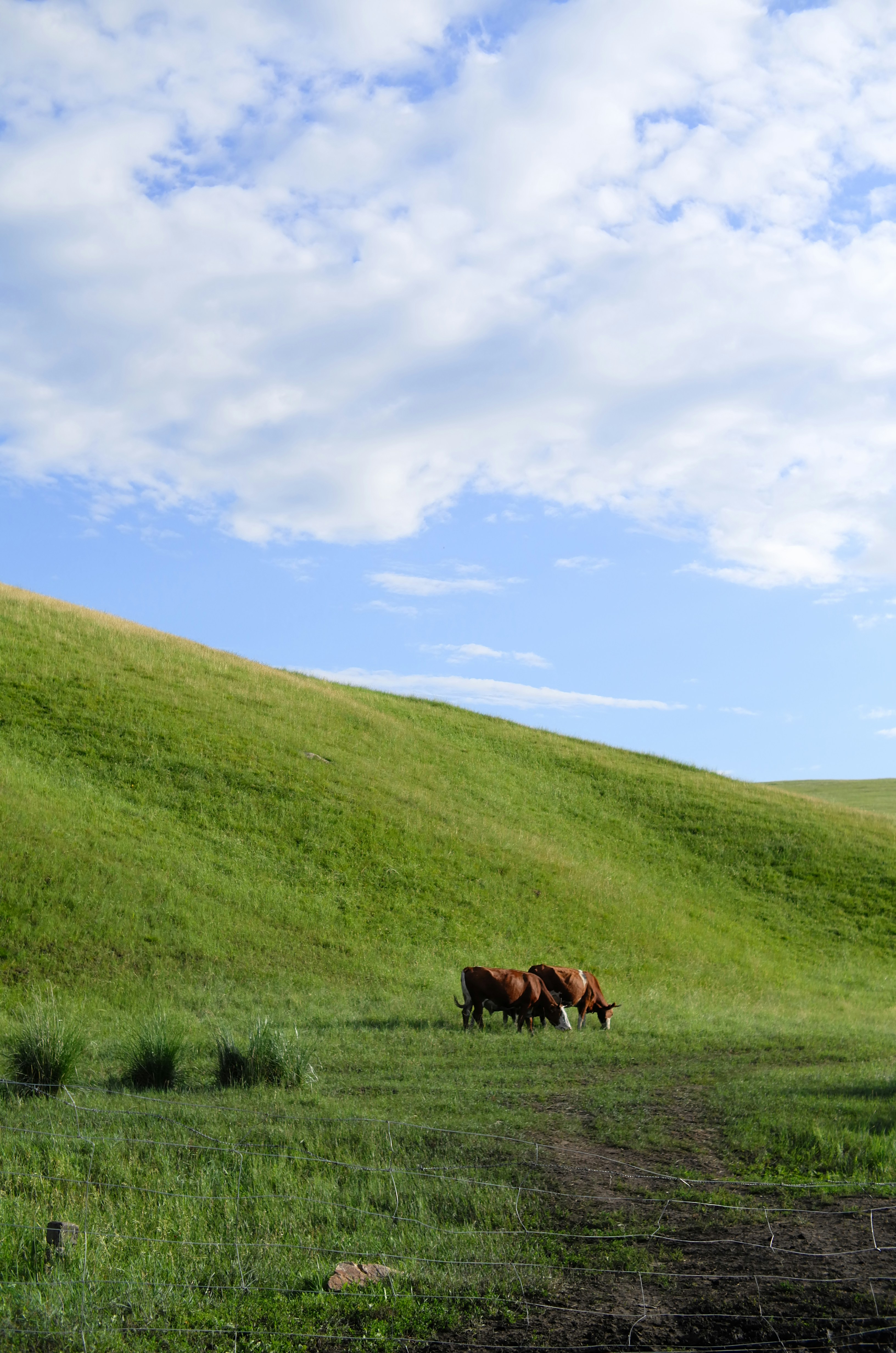 Rolling green hills under a bright blue sky with scattered clouds; a small herd of horses grazes near a fence, adding life to the tranquil landscape.