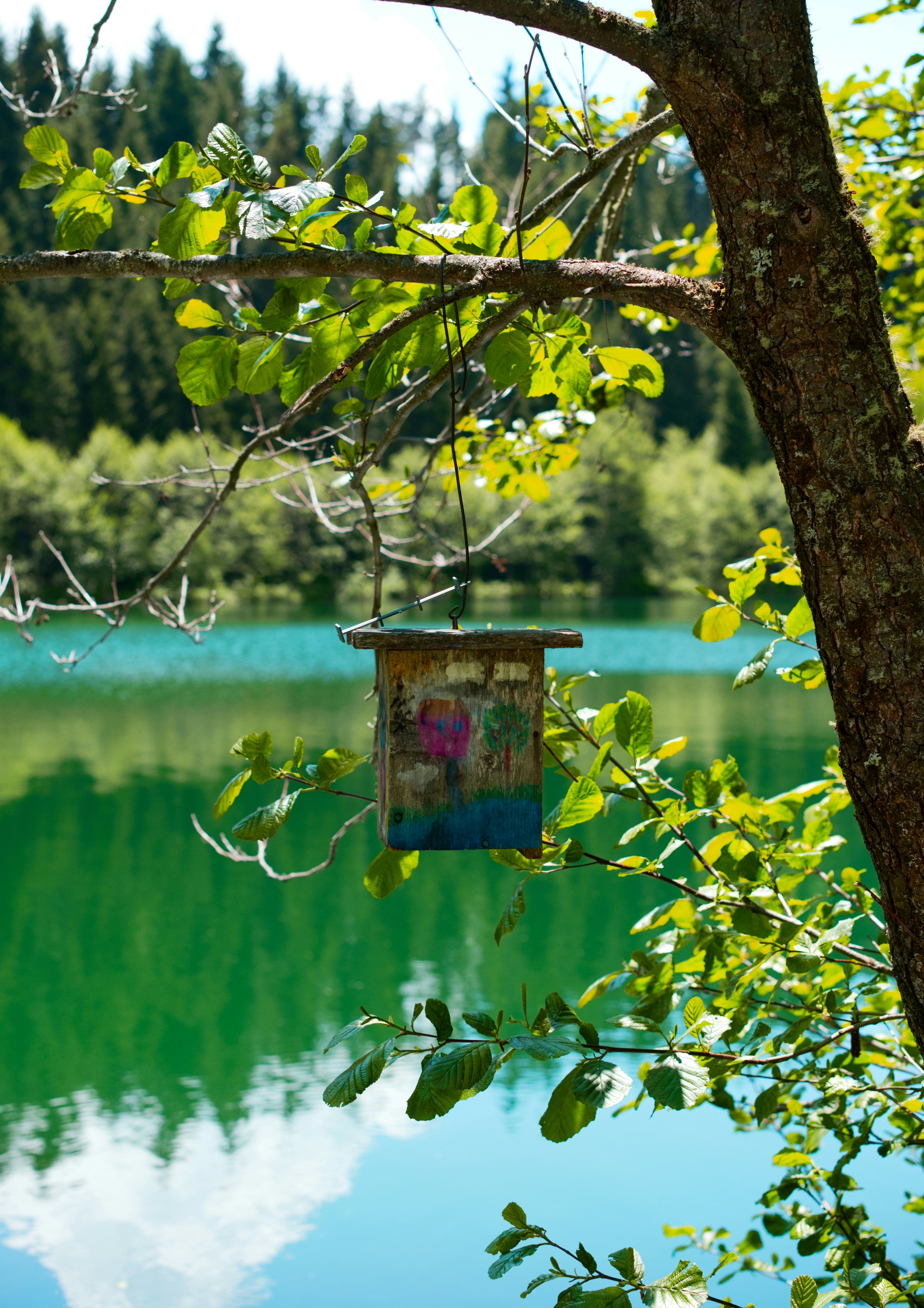 Hanging Feeder Against a Lake of Glassy Green