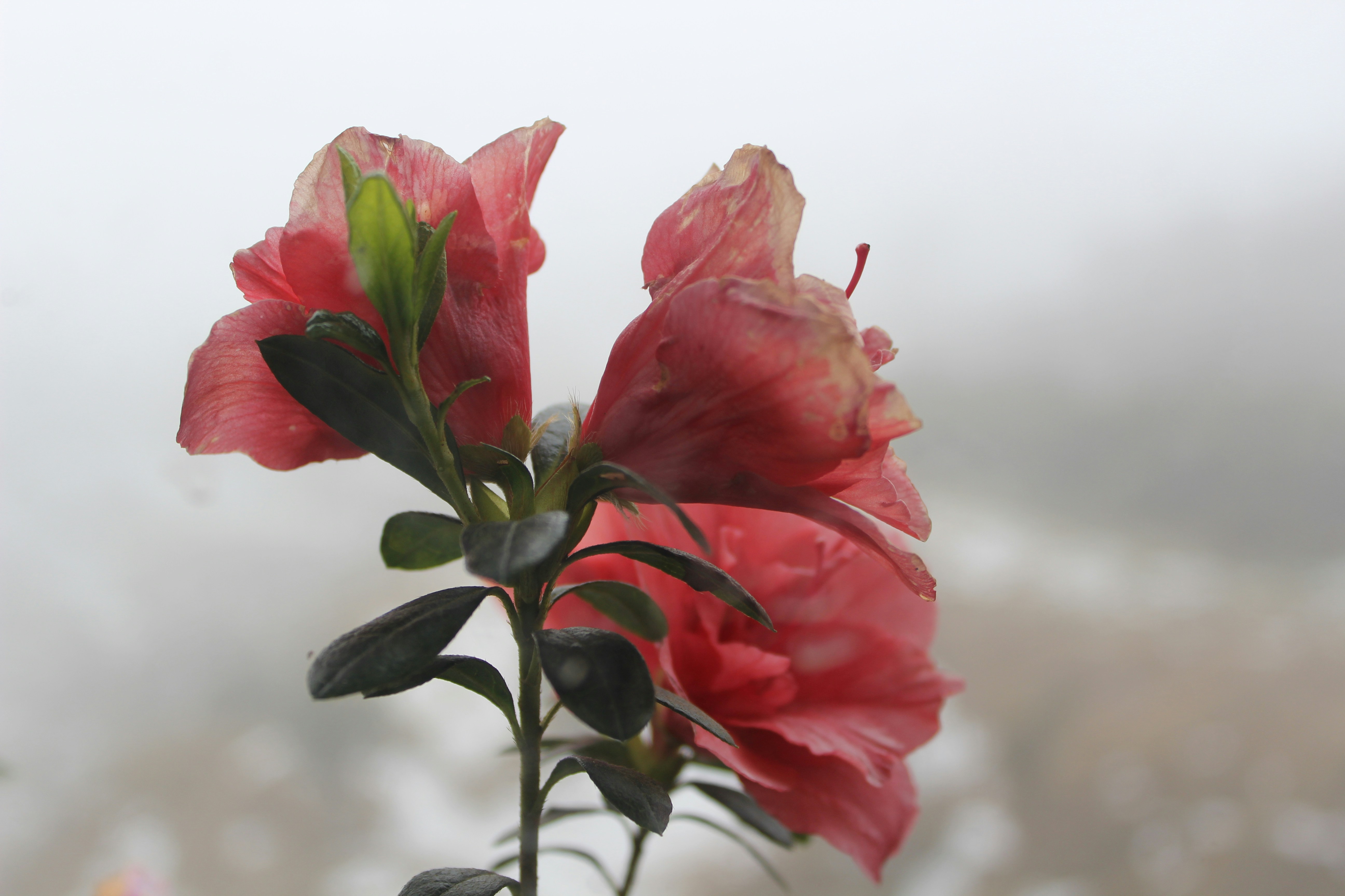 A red hibiscus bloom with delicate petals stands against a muted, foggy background, captured in close focus to emphasize the flower's texture and structure.
