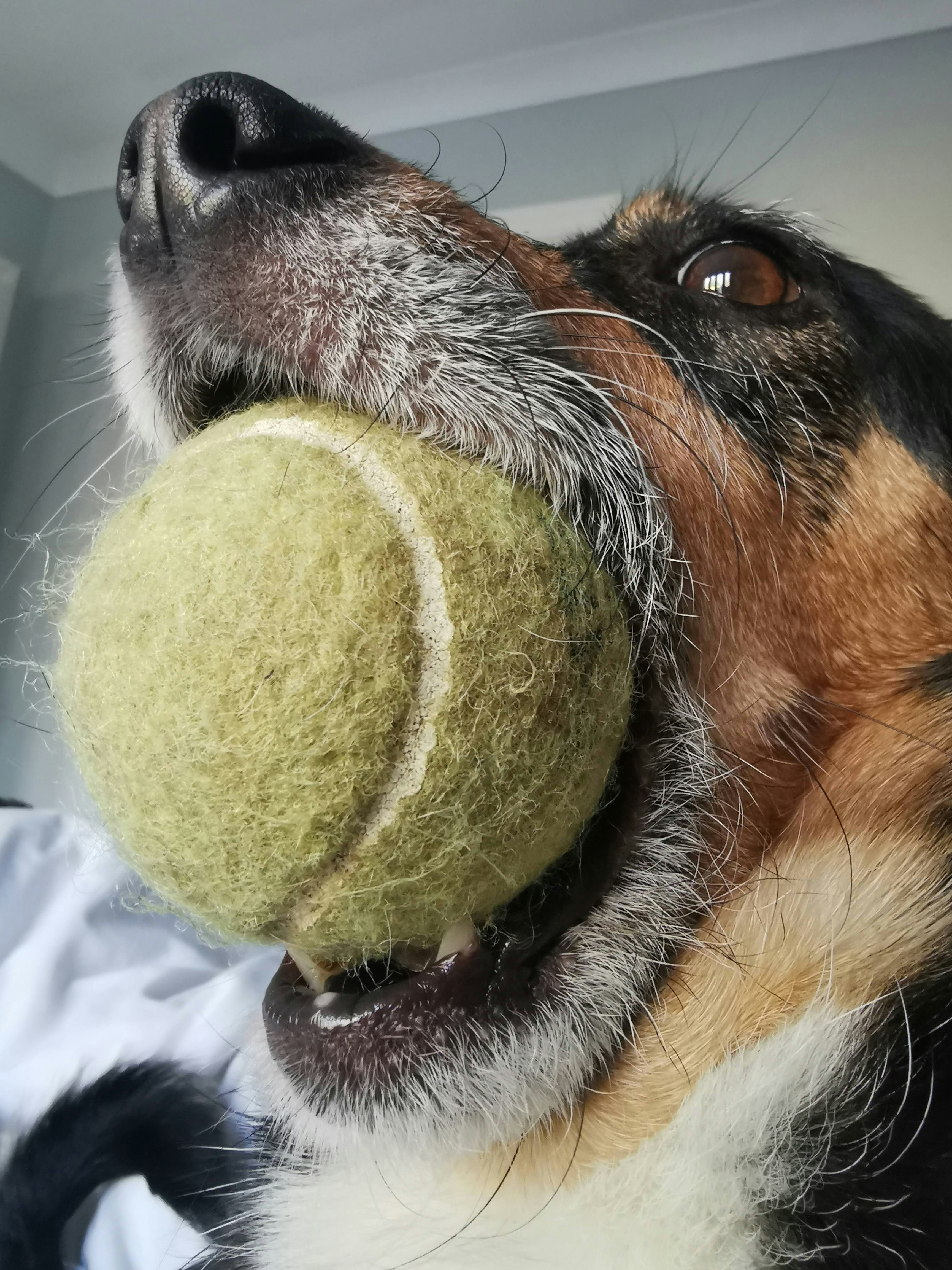 Close-up of a playful dog with a worn tennis ball in its mouth