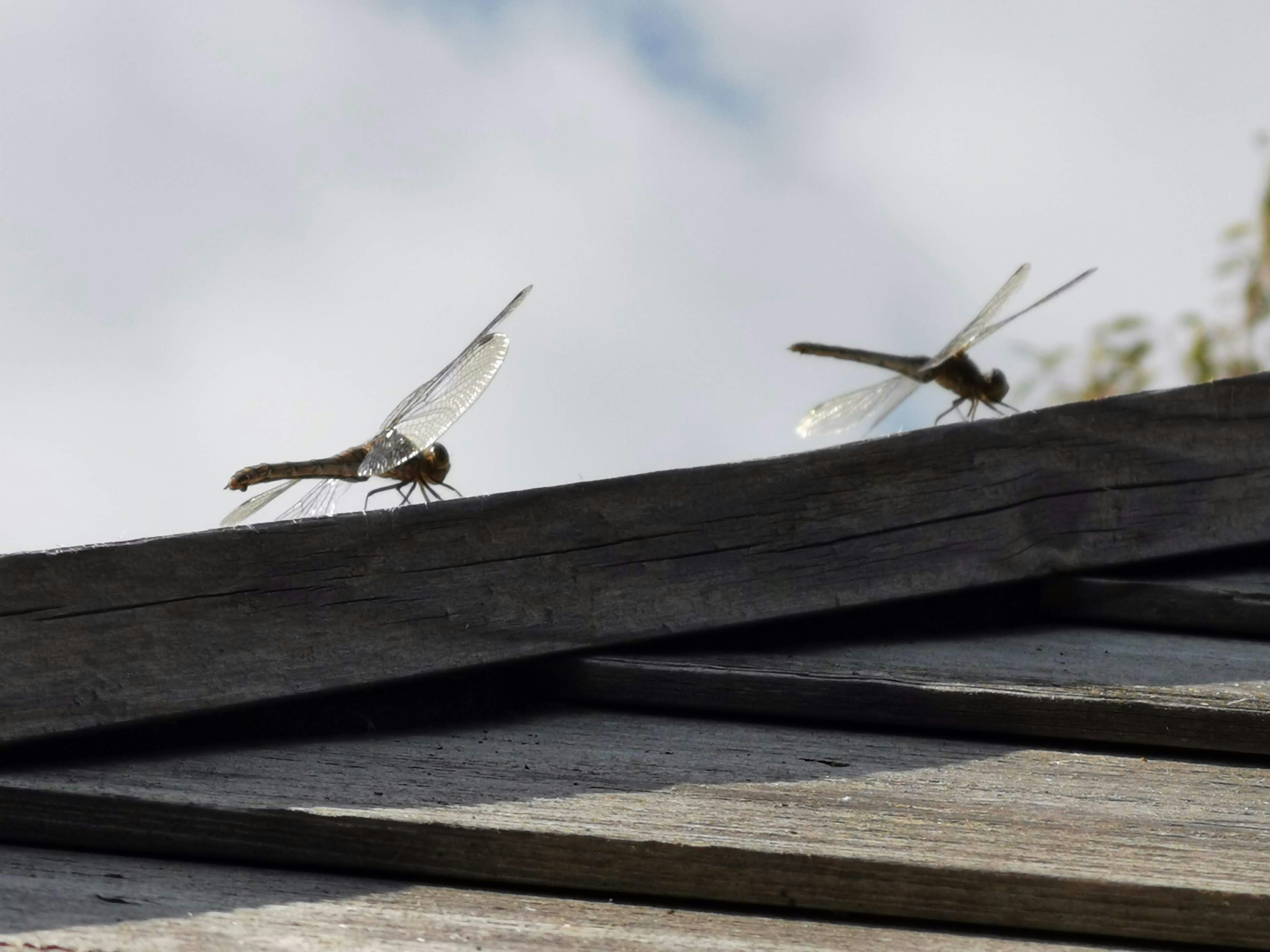 Two dragonflies rest along weathered wooden slats, sunlight catching their translucent wings as they hover above a weathered surface.