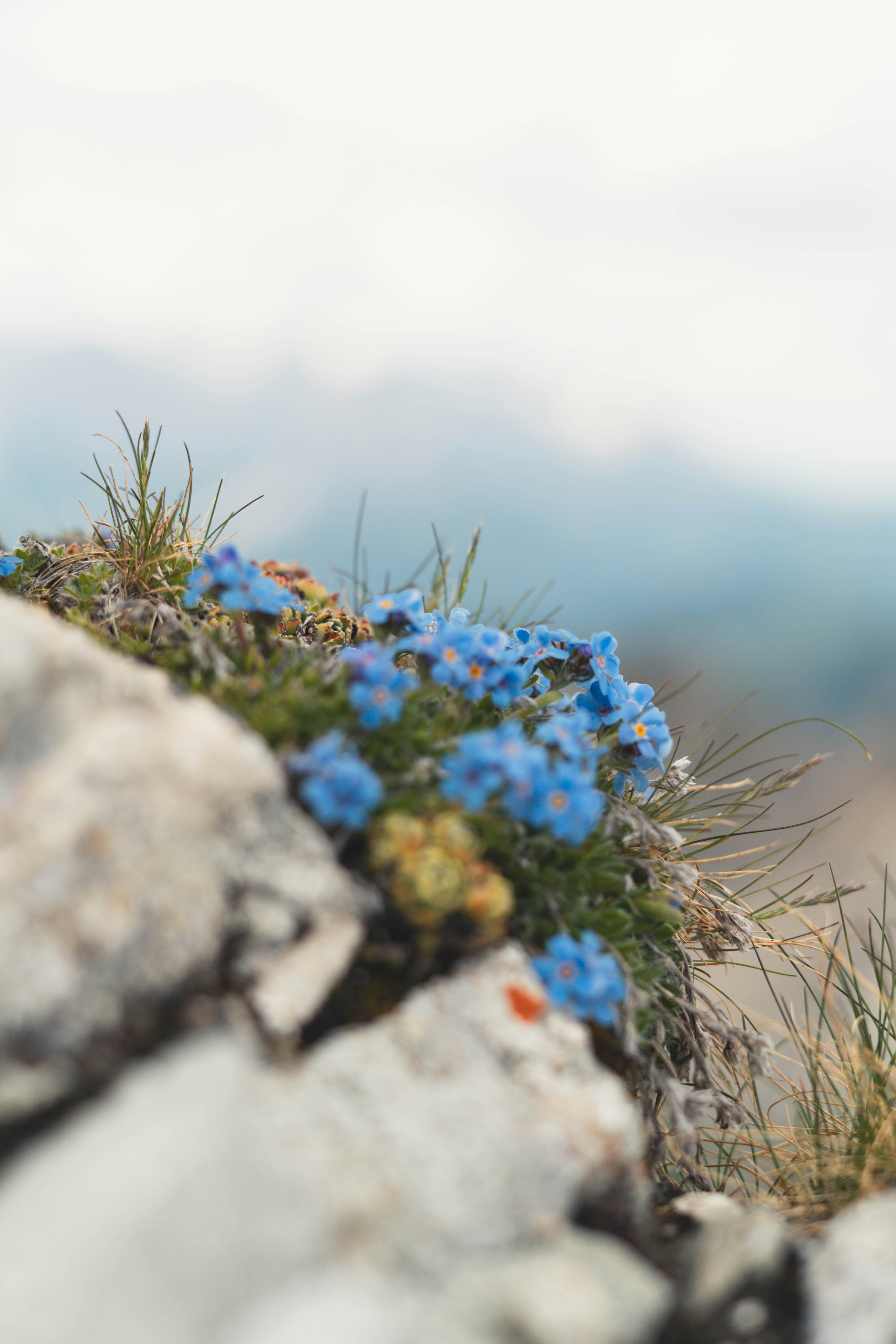 Blue Alpine blooms wedge into the rocky edge under a soft sky