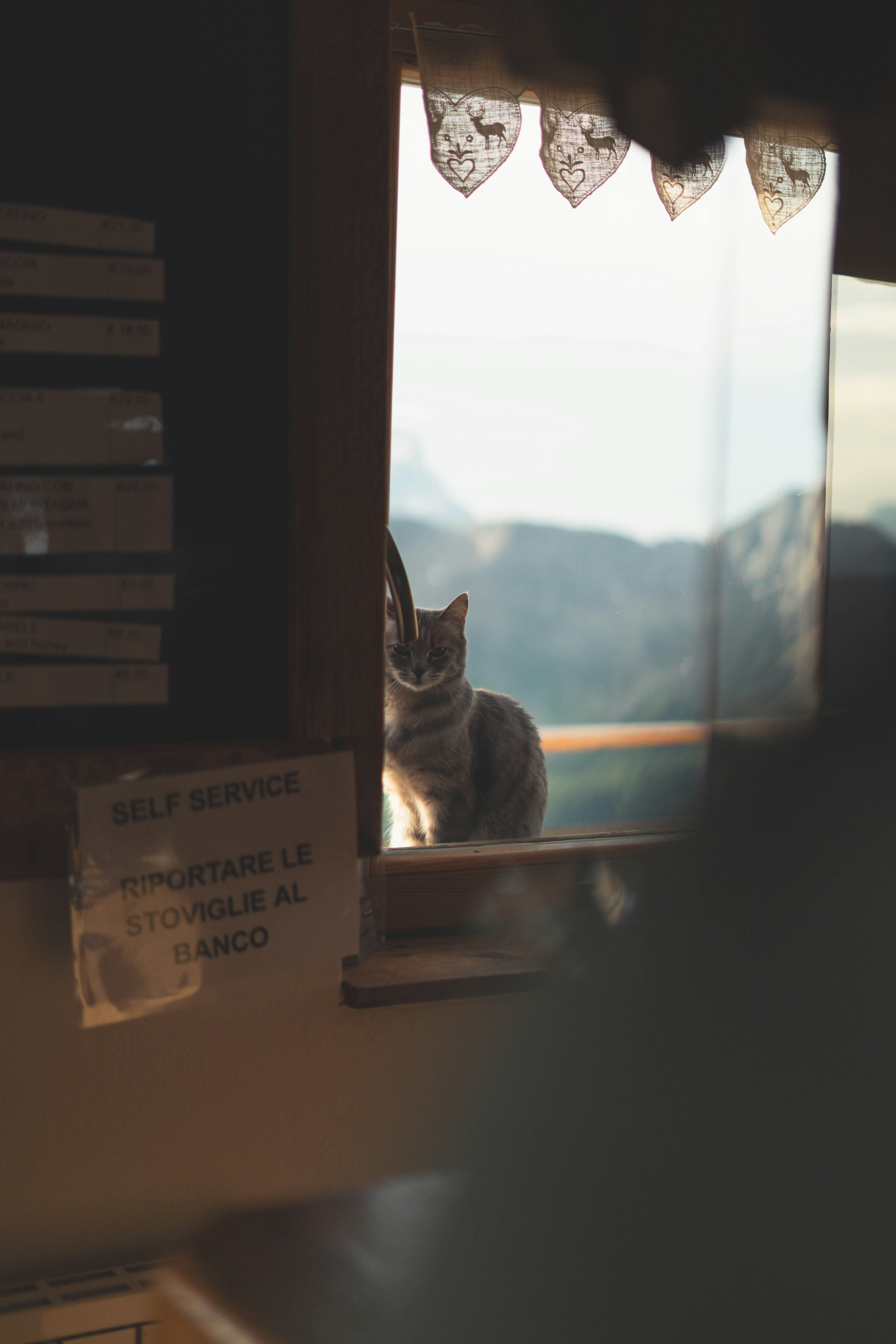 Window Perch: A Curious Cat Amid Distant Hills