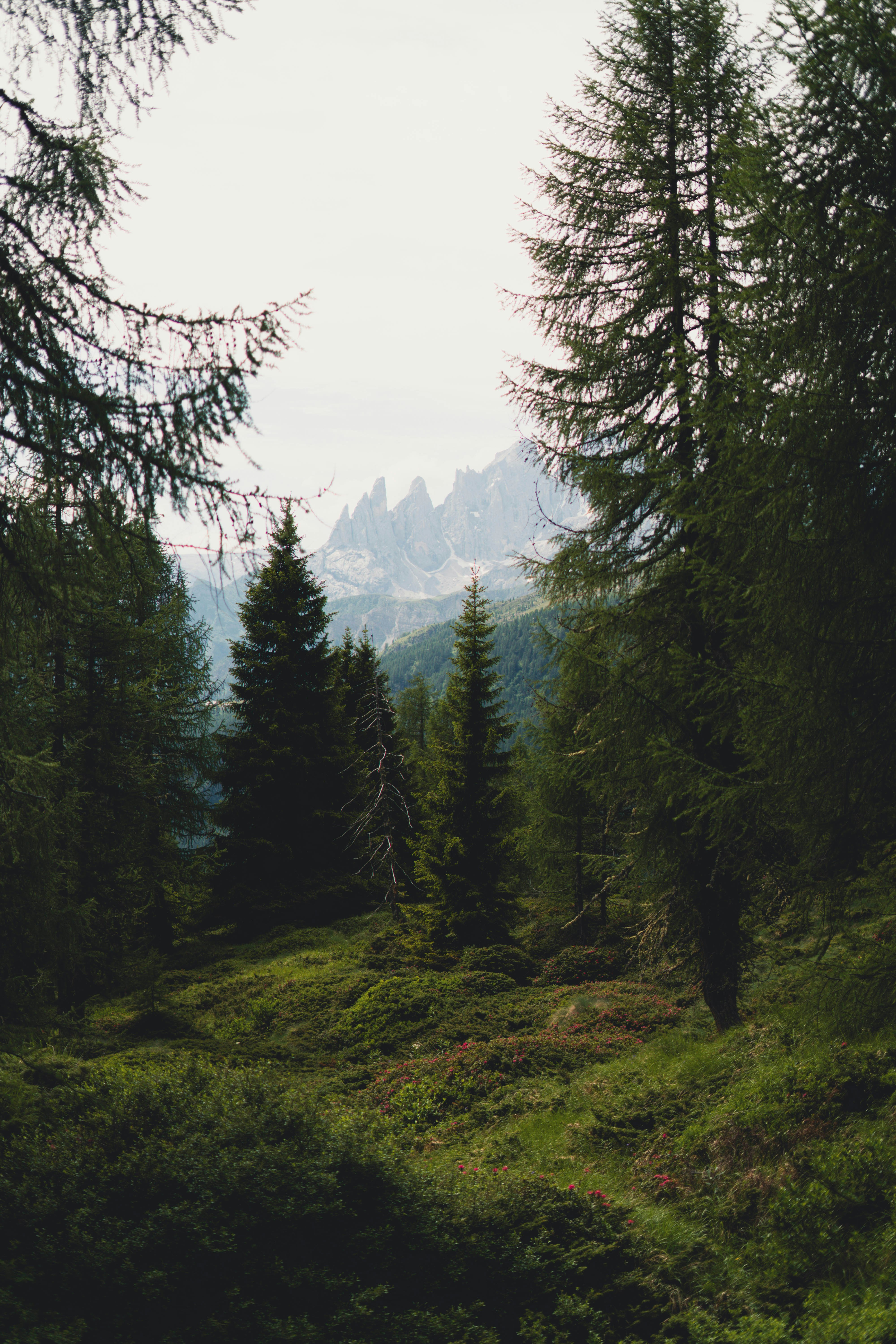 Forest Staircase to Distant Peaks