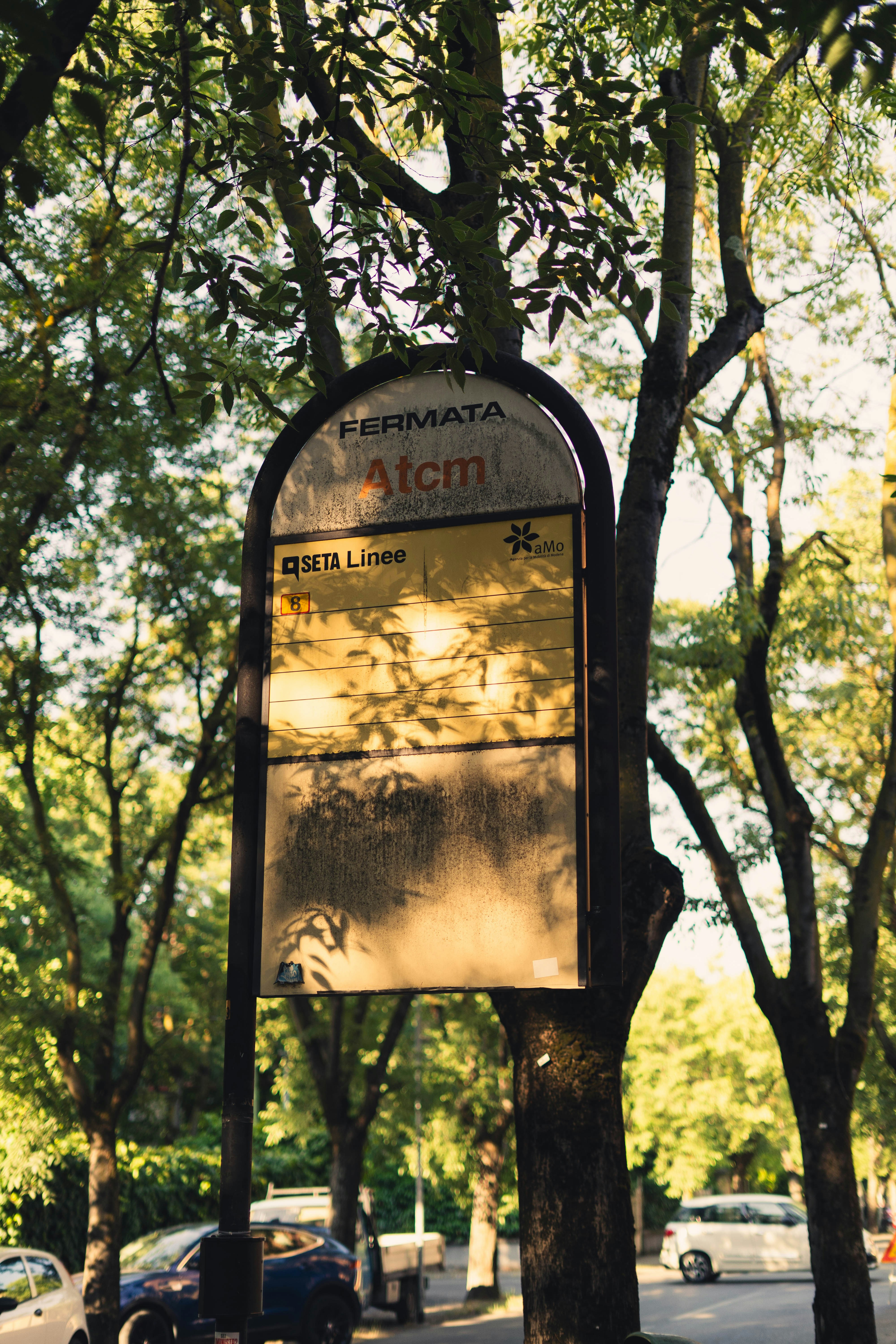 Silent Bus Shelter Blurred by Sunlit Foliage