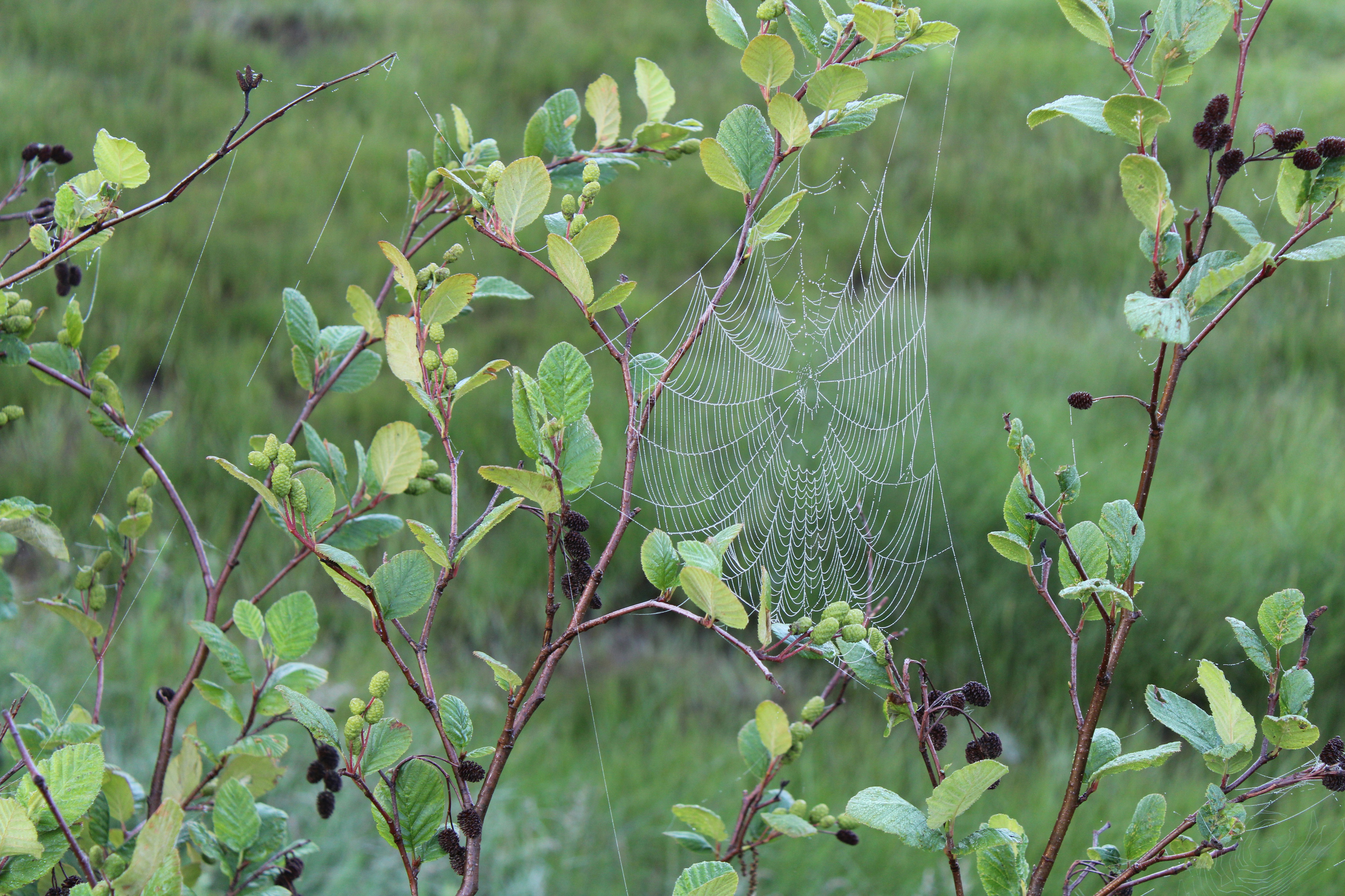 Silken Geometry: Dew-kissed Spider Web Between Greenery