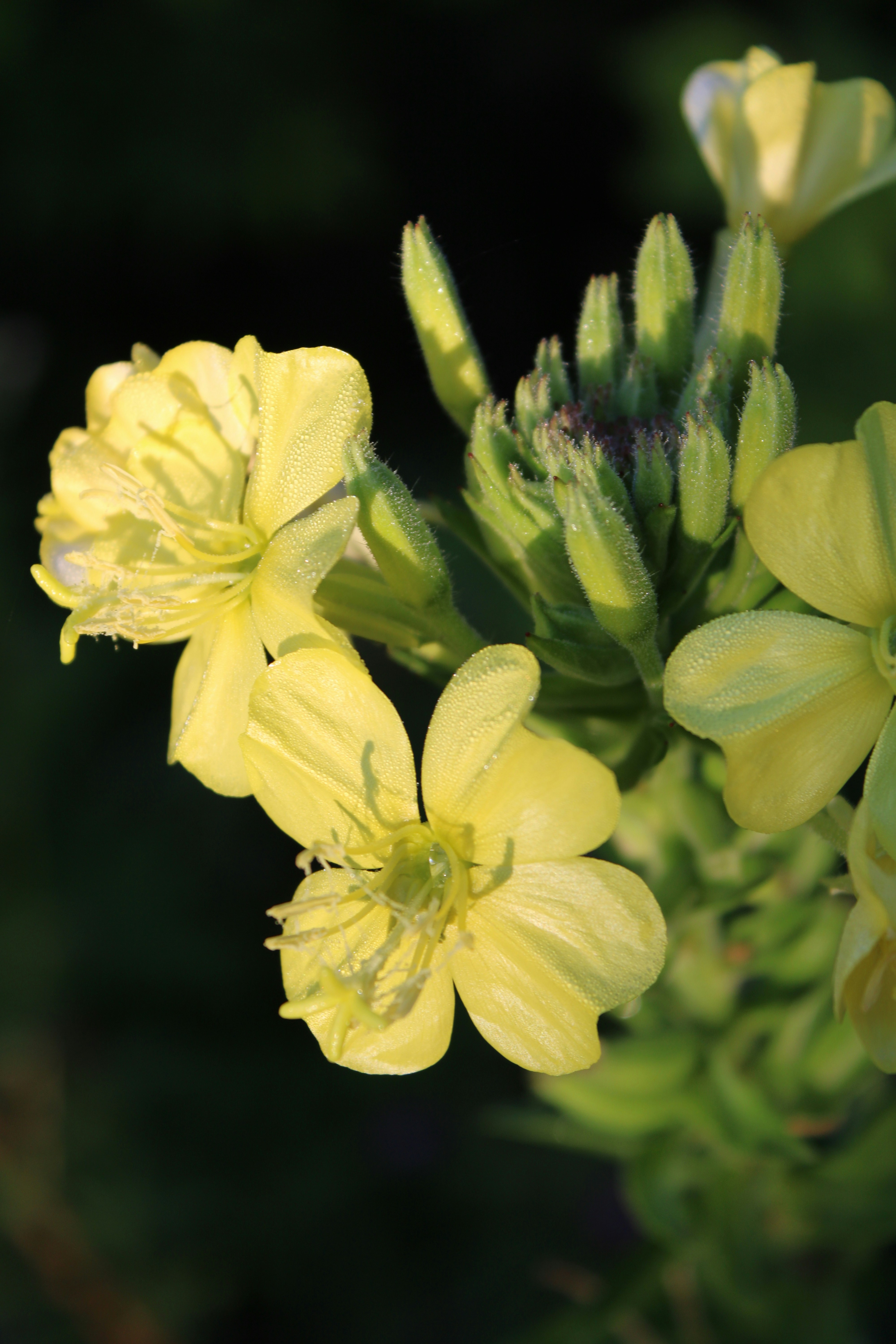Yellow blossoms in sunlit cluster with soft bokeh backdrop