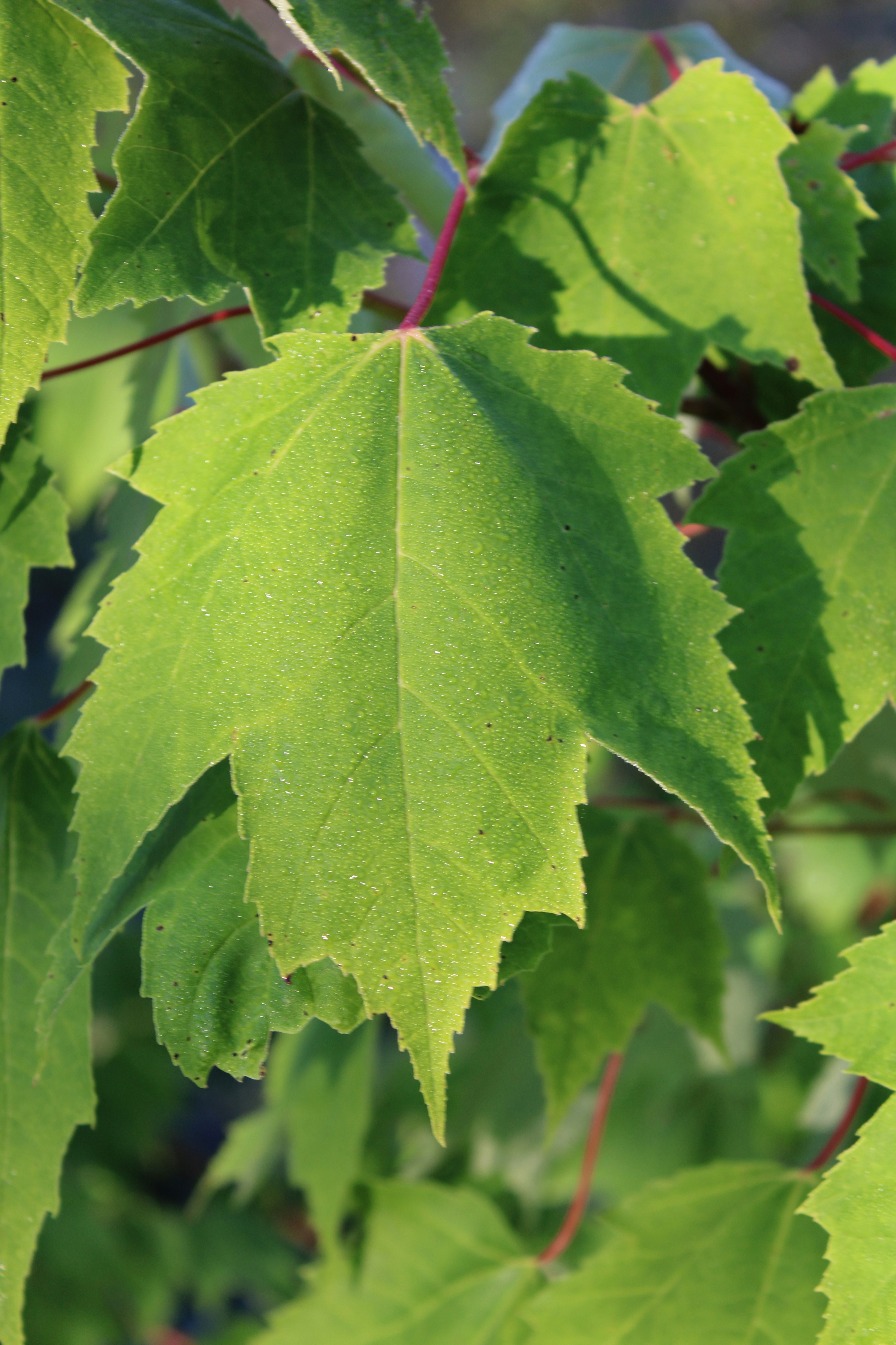 Emerald Veins: A Close-Up of Sunlit Maple Leaves