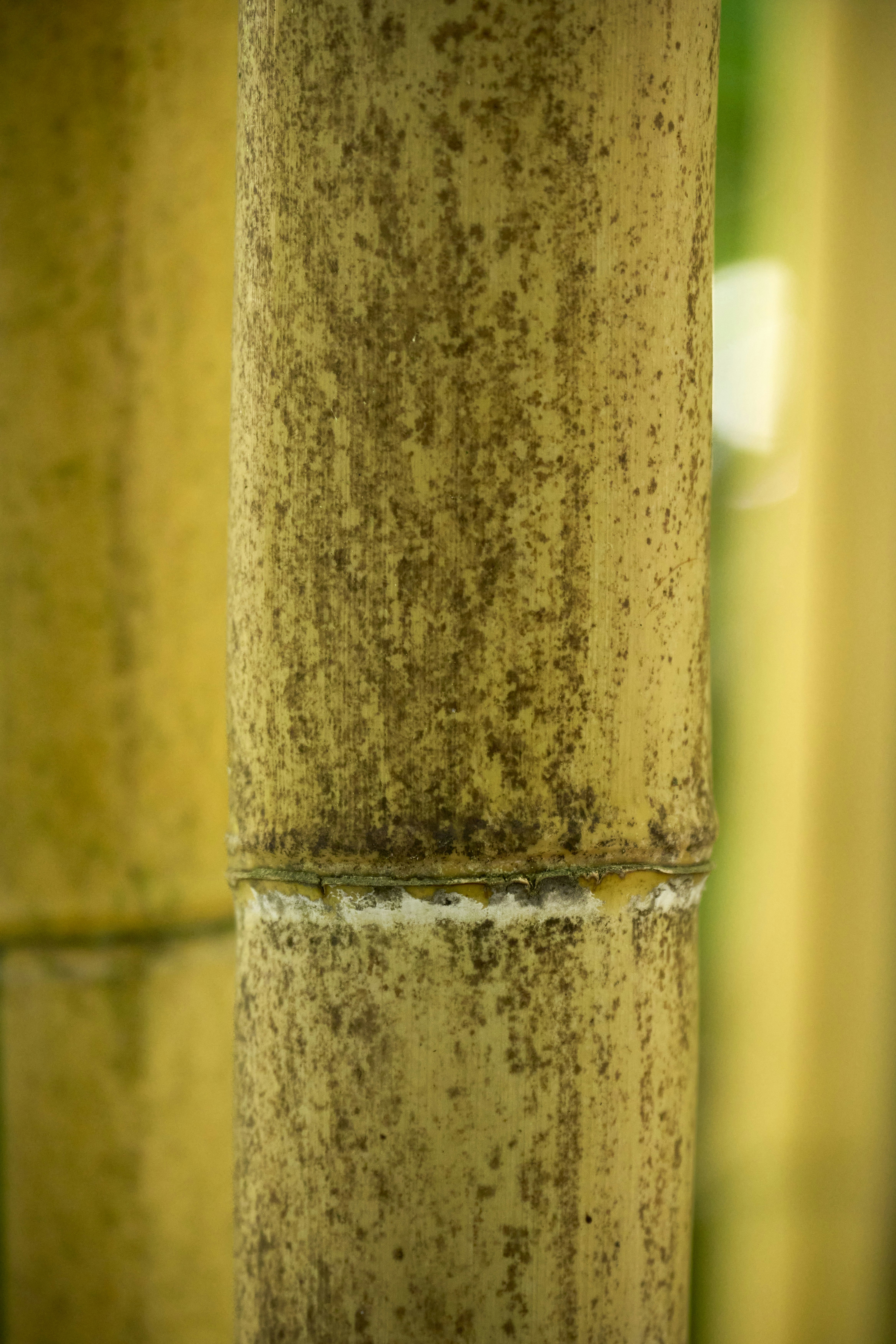 Streaks of Golden Canes: A Close-Up of Bamboo Texture