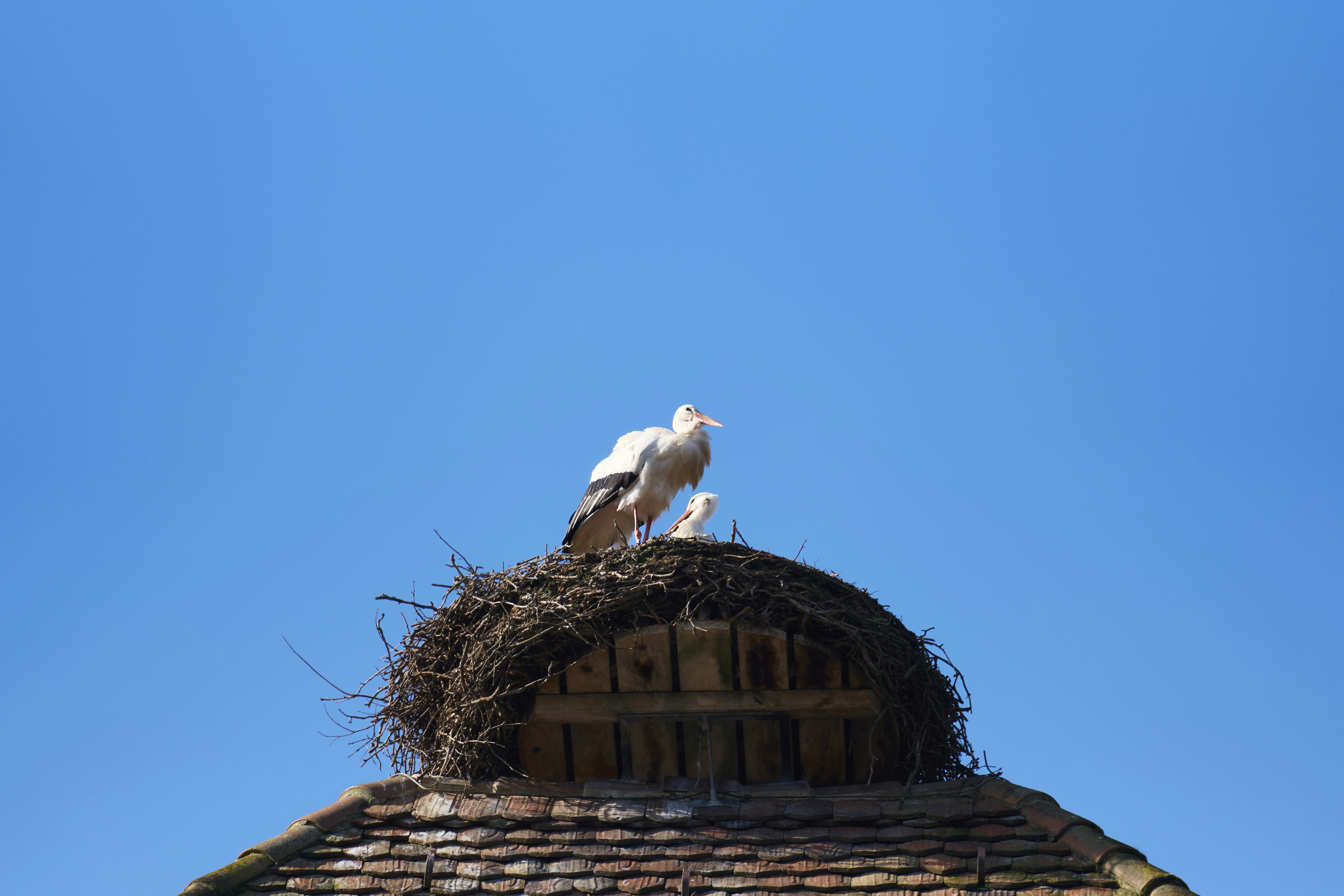 Stork Sentinel on the Nest Crown