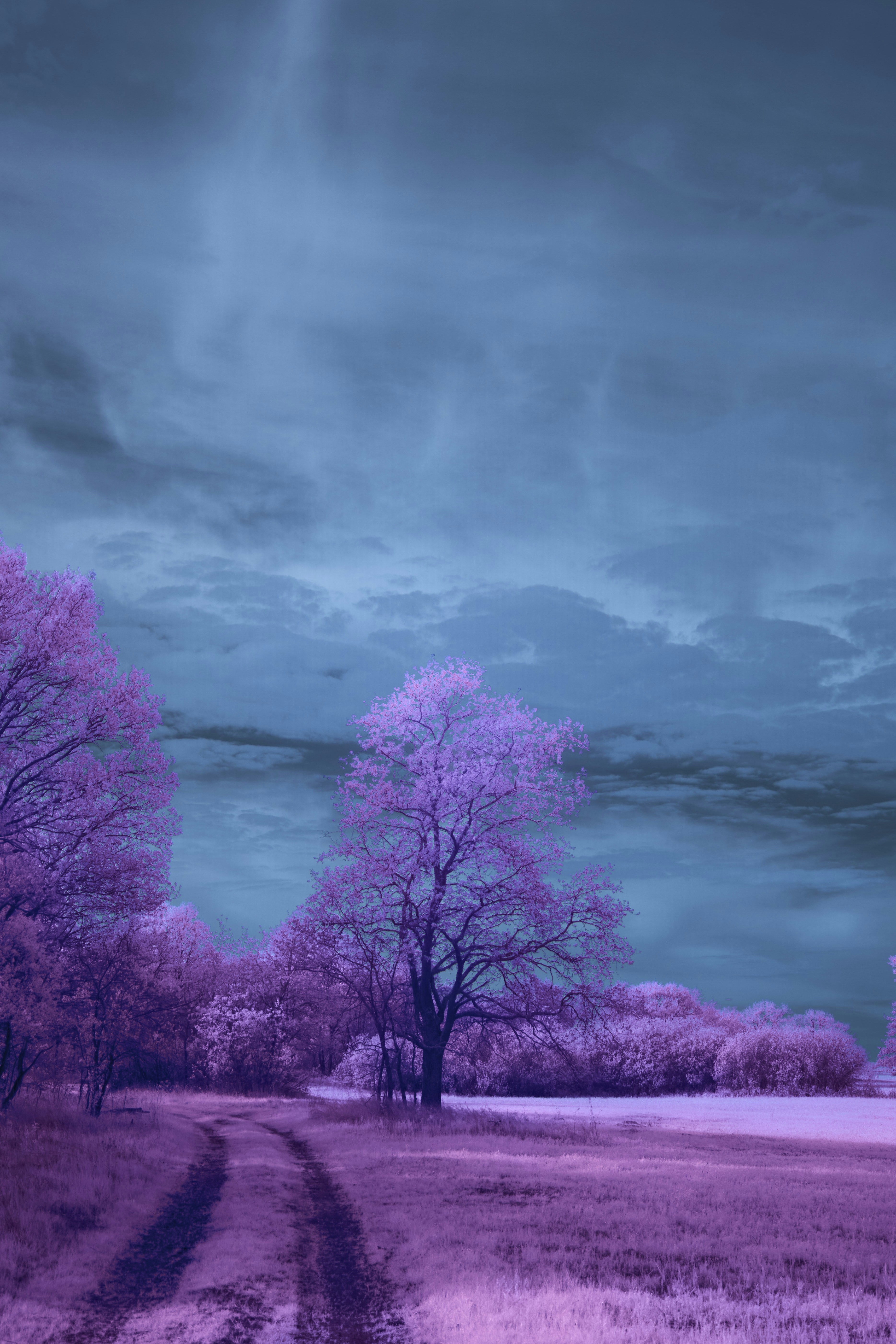Purple Dawn Over a Lonely Path
