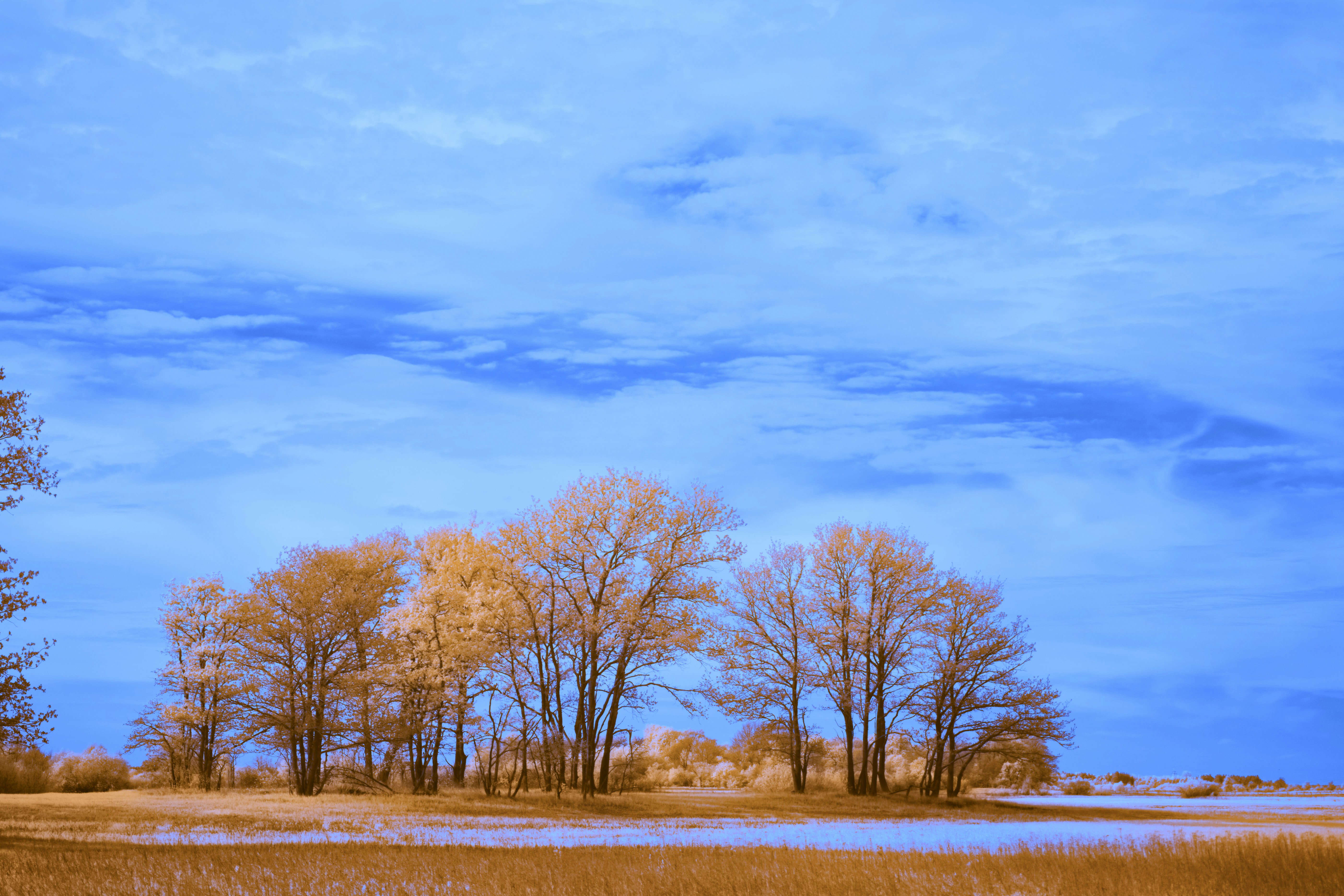 Golden Row: Autumn Trees Standing Against a Cerulean Sky