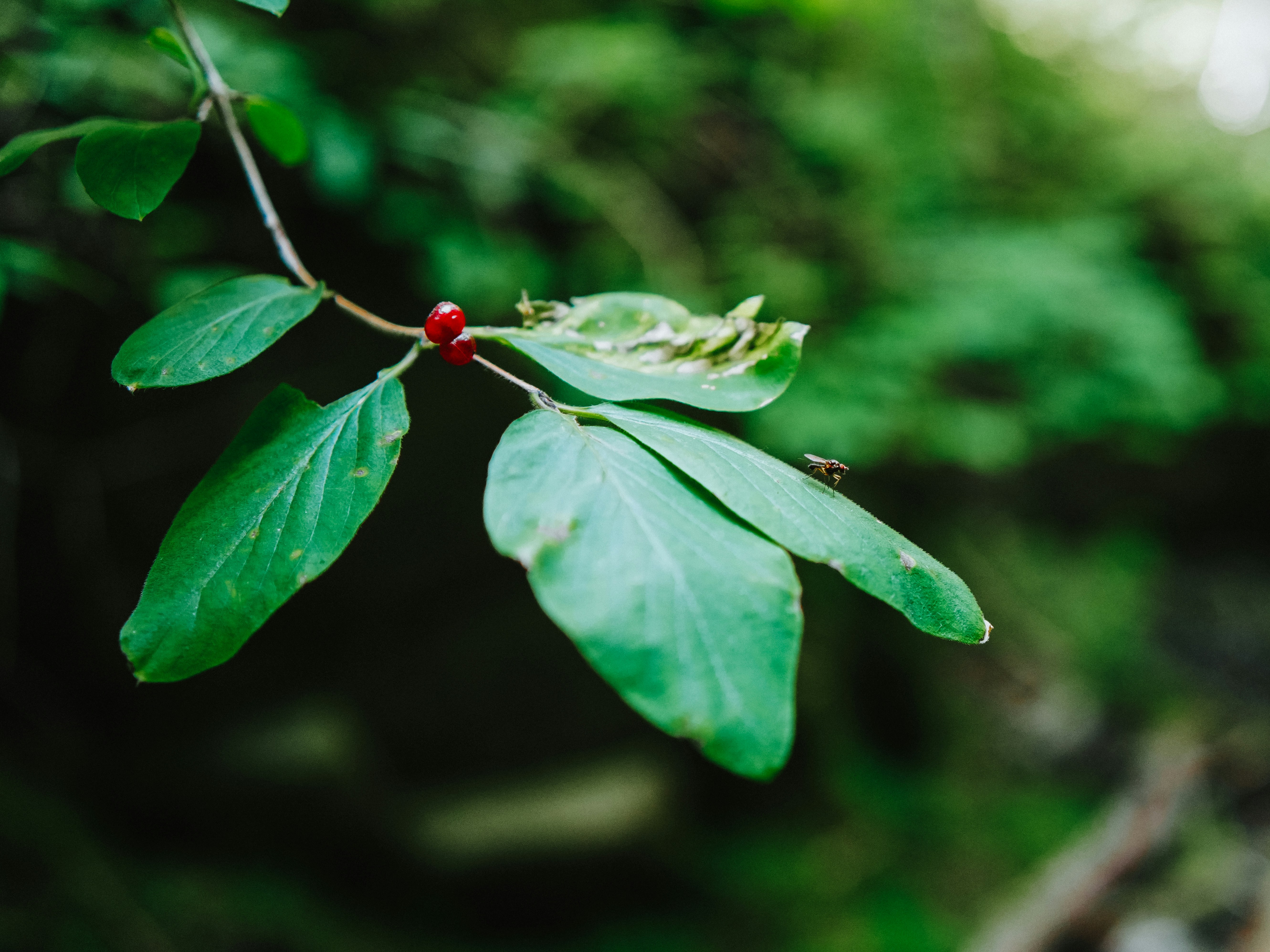 Red berry on a slender branch: a moment of botanical calm