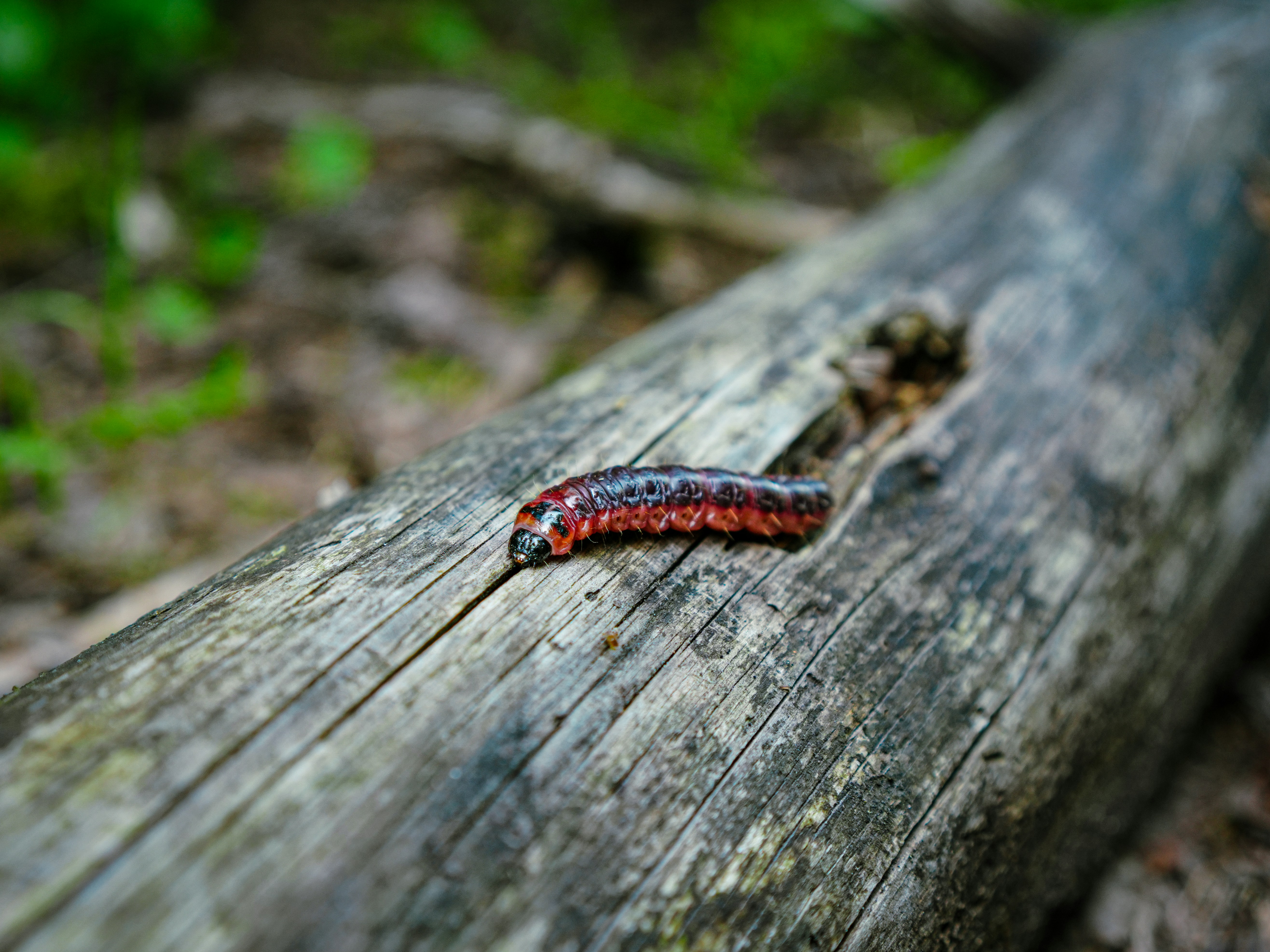 Crimson Caterpillar on Weathered Log: A Moment of Forest Detail