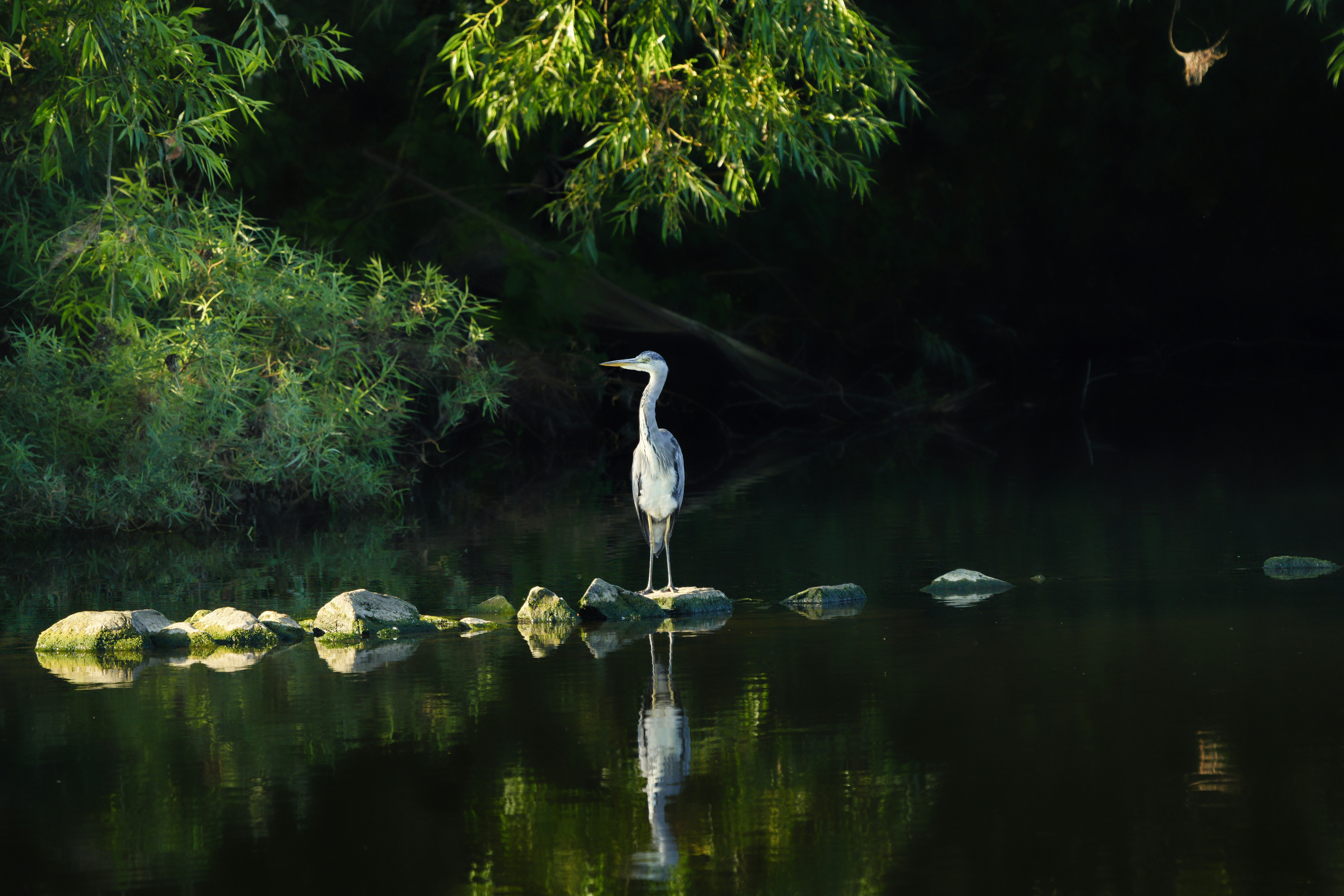 Silent Heron at Dawn: A Rippling Path Across the Still Water