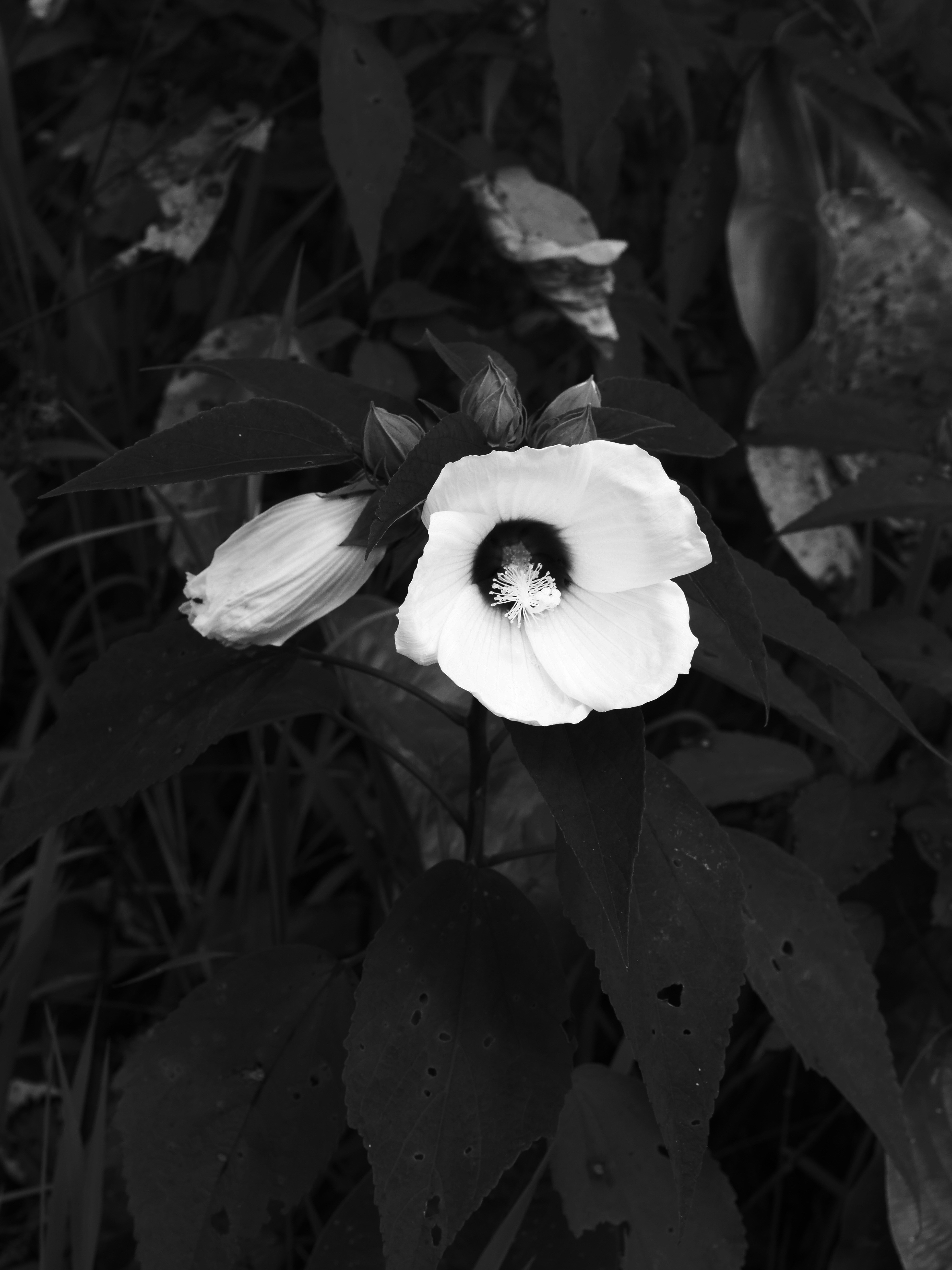 White Hibiscus in Noir Garden
