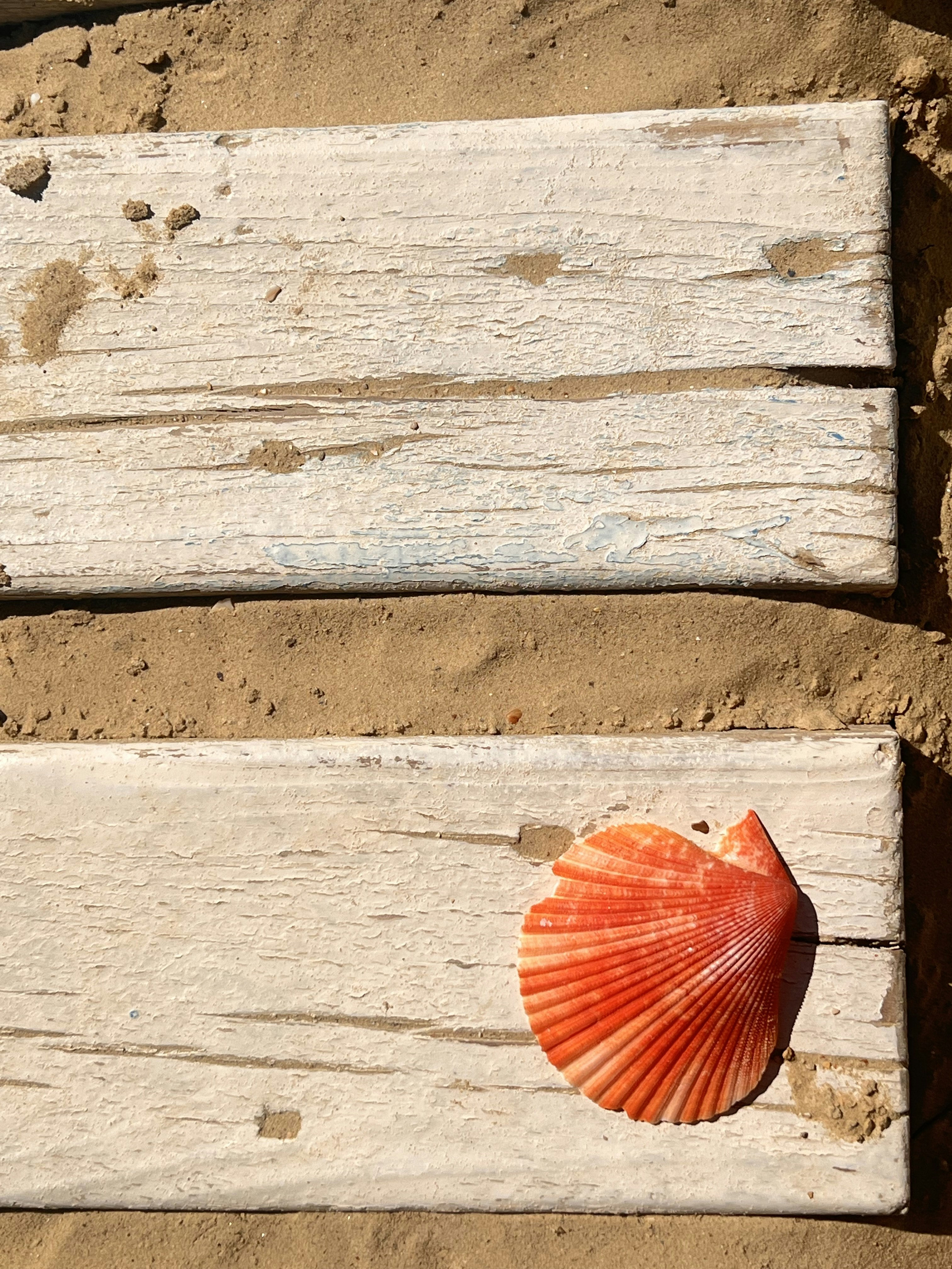 Red Shell on Weathered Steps
