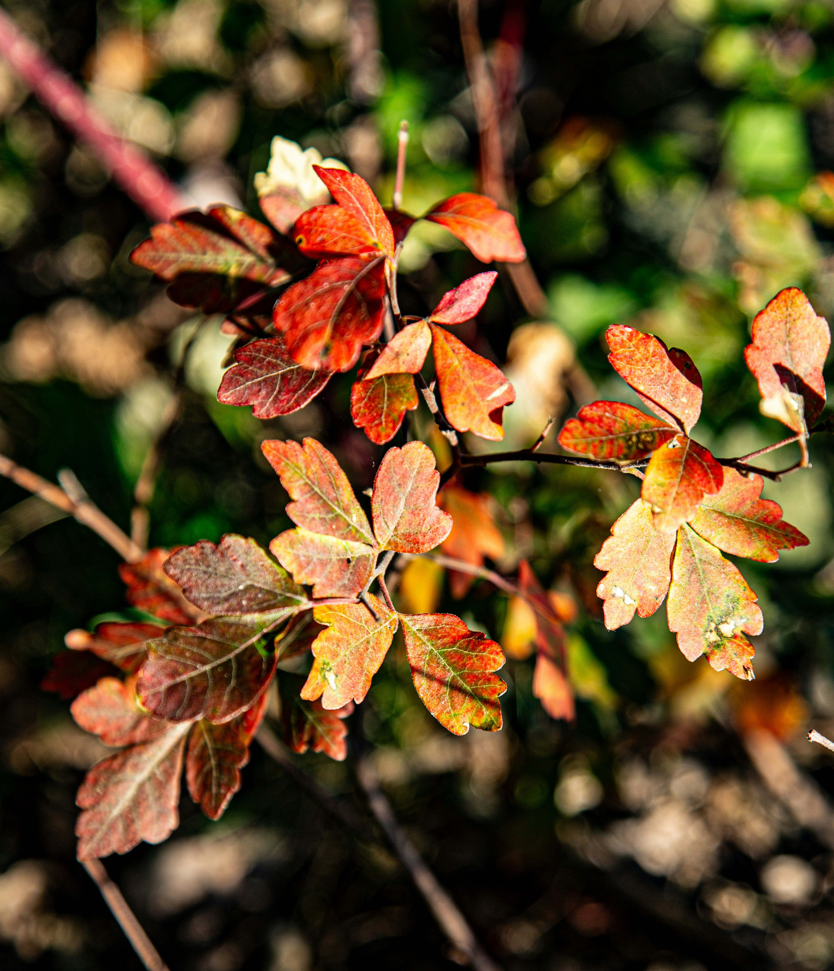 Autumnal Ginkgo-like Leaves in Warm Backlit Focus
