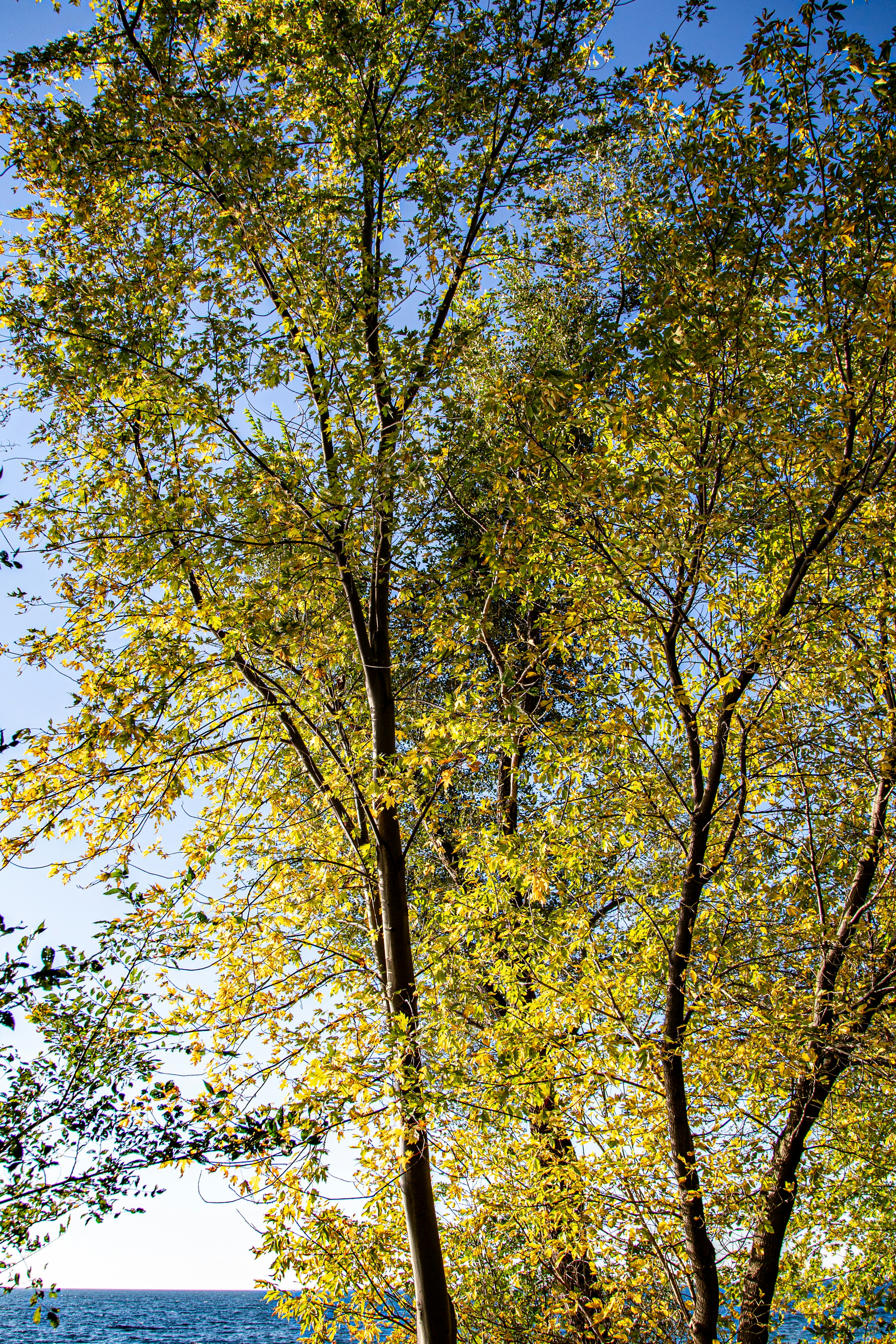 Sunlit Canopy in a Quiet Lakeside Clearing