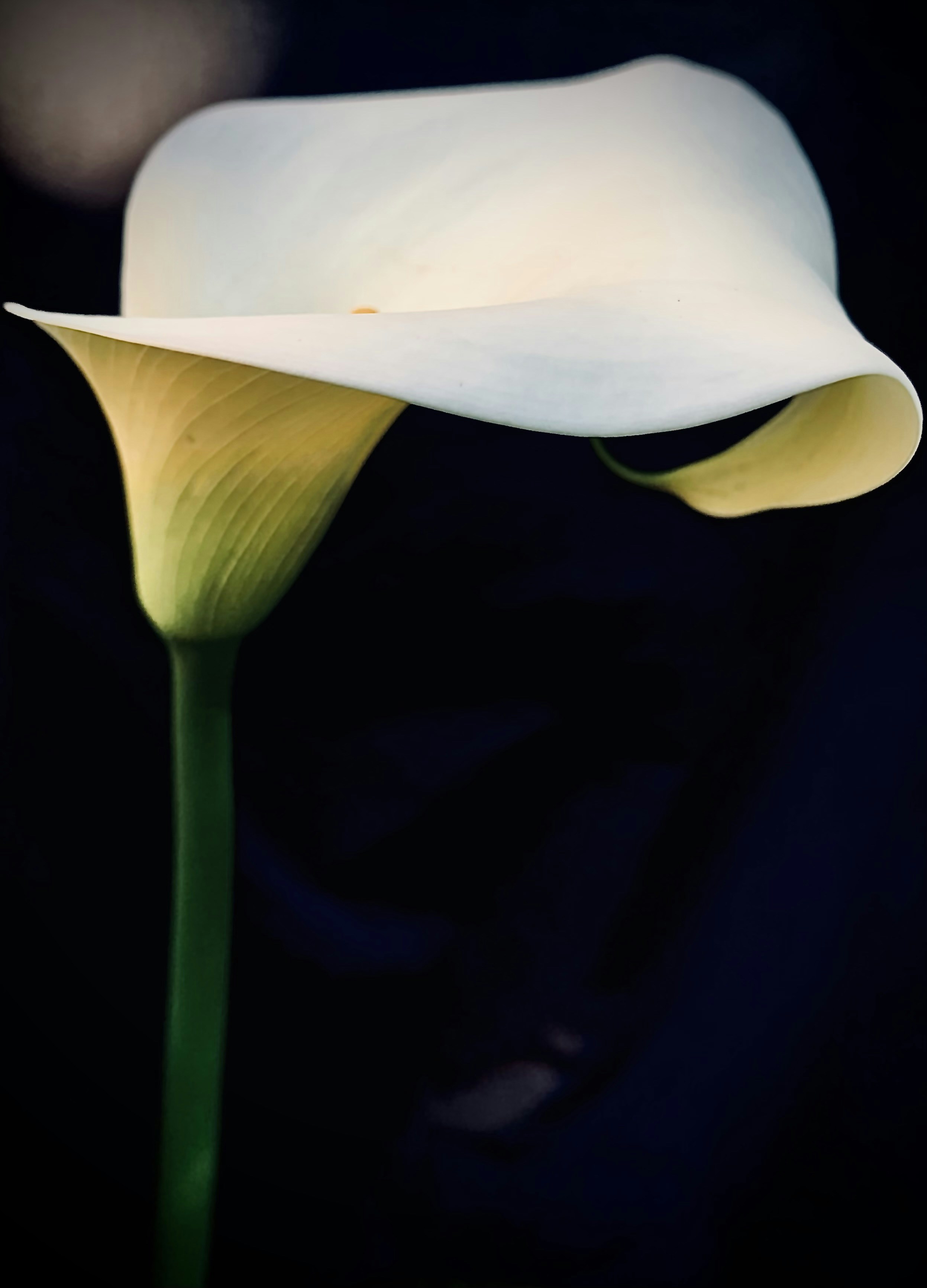 White Calla Lily in Obsidian Frame