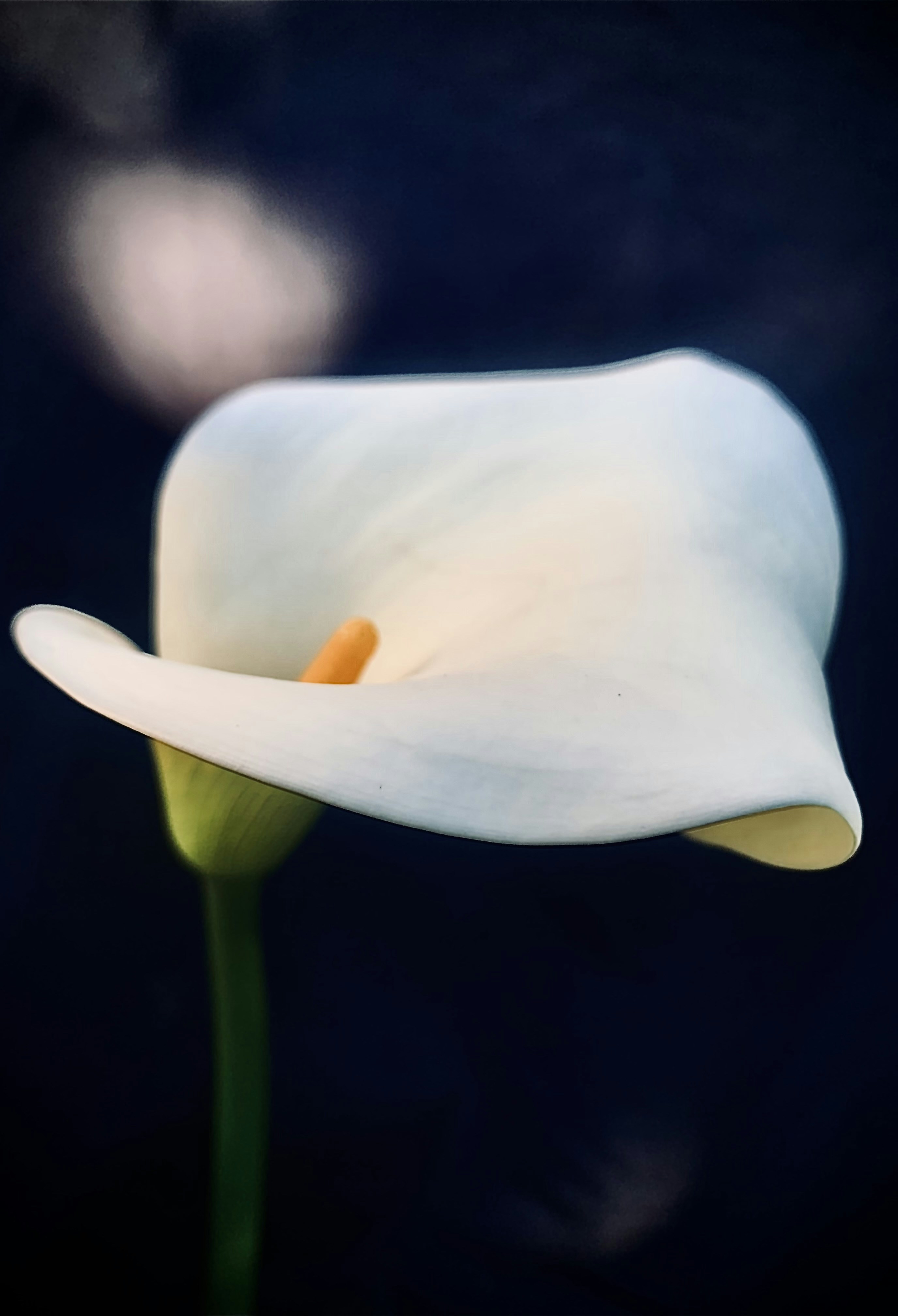 White Calla in Focus: A study in minimal light and curving petals