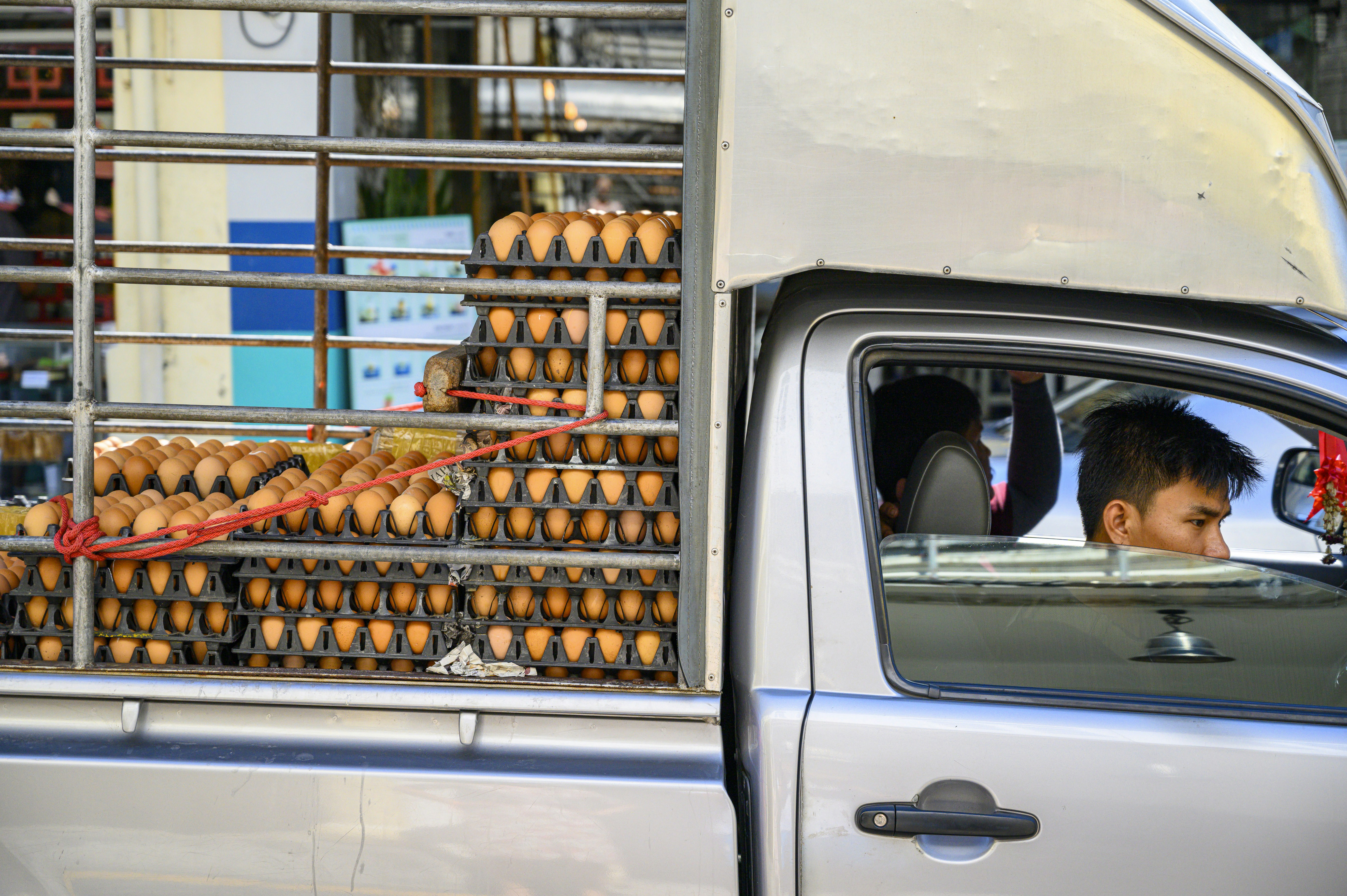 Eggs in Transit: A Quiet Moment Inside the Pickup