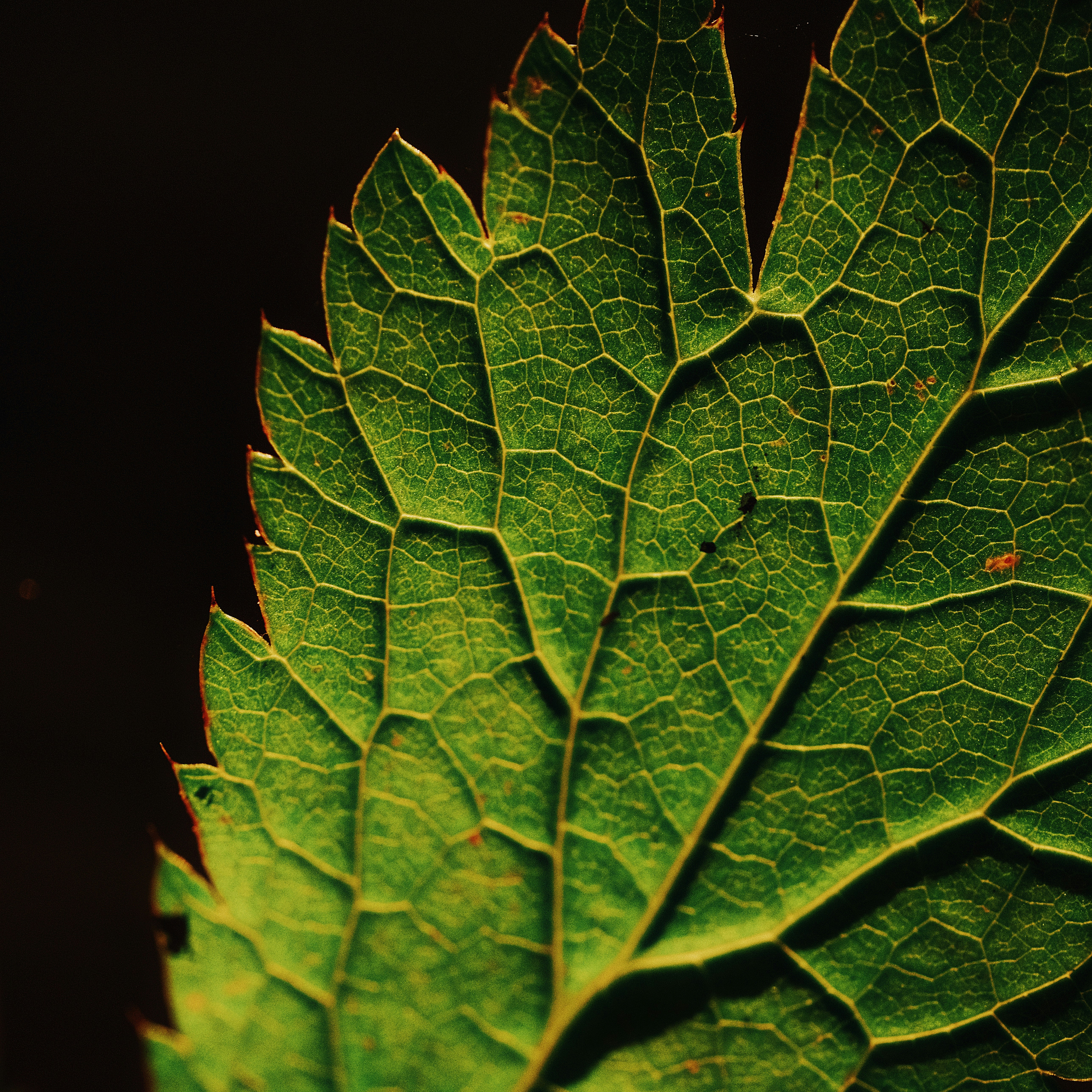 Crystalline Veins: A Close-Up of Leaf Texture in Sunlit Veinwork