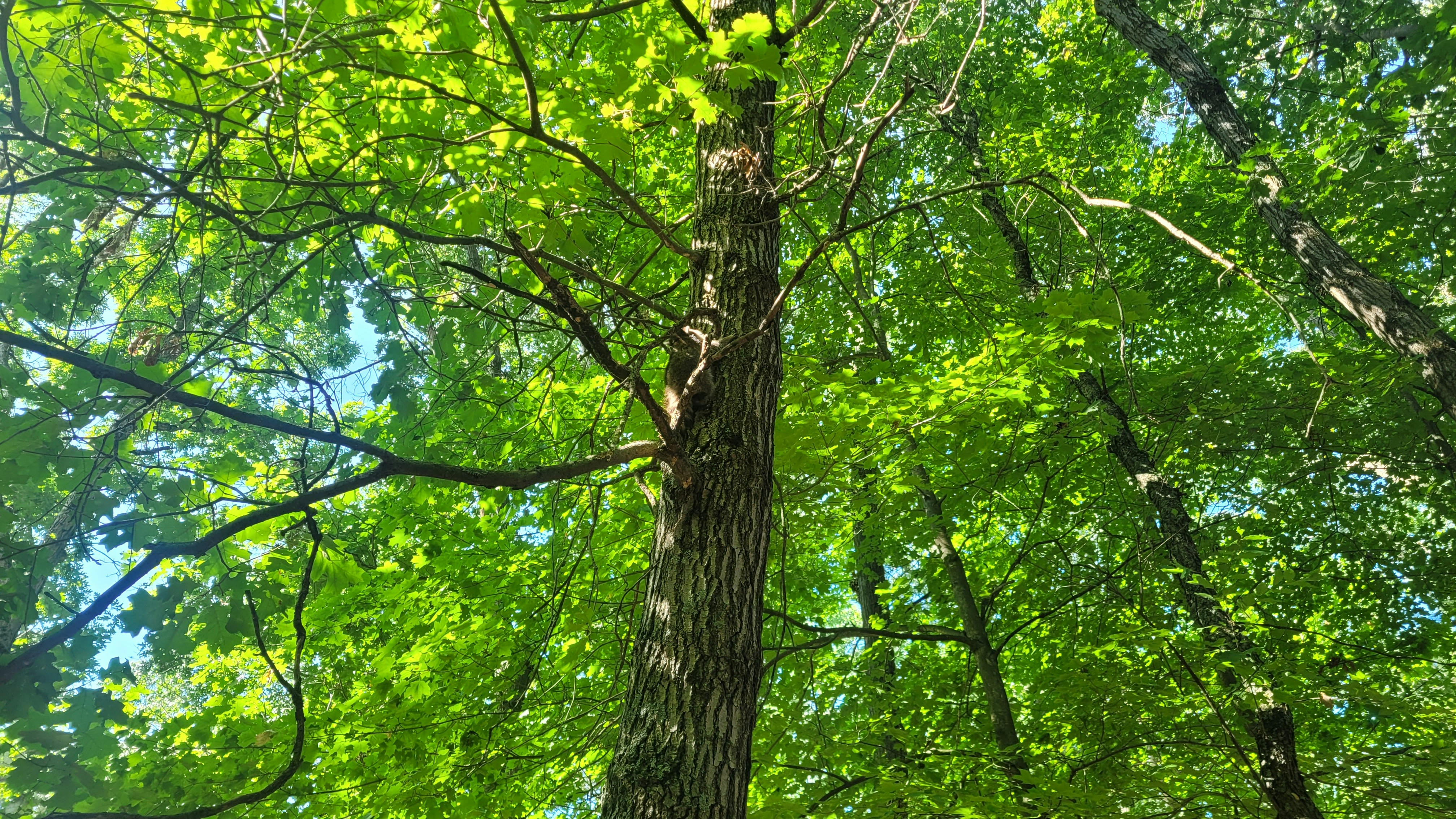 Sunlit Green Canopy: A Trunk-Centered Forest Portrait