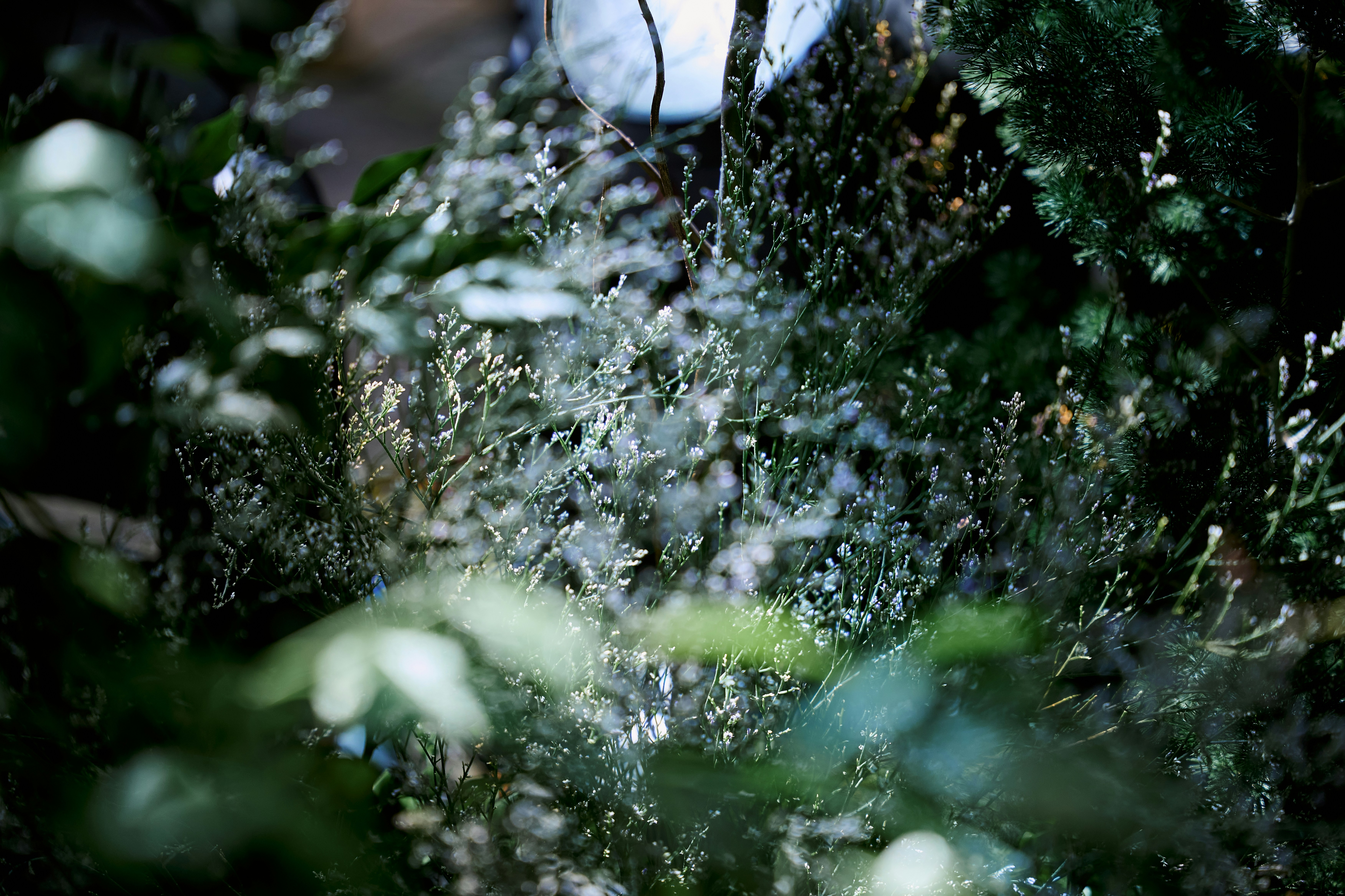 Blurry foreground greens frame delicate white blossoms bathed in soft light, suggesting a tranquil garden scene.